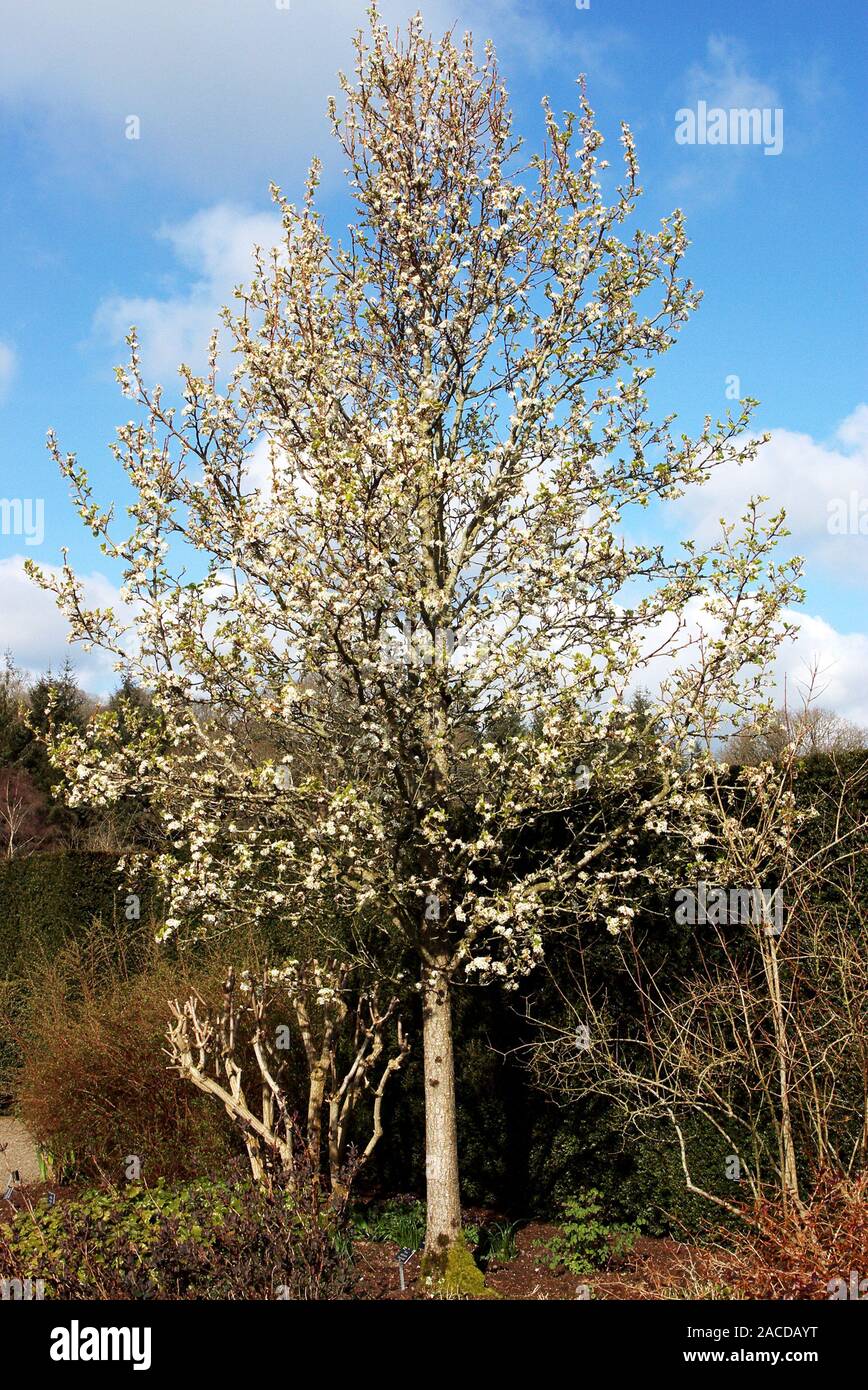 Callery pear tree (Pyrus calleryana 'Chanticleer'). This tree is native ...