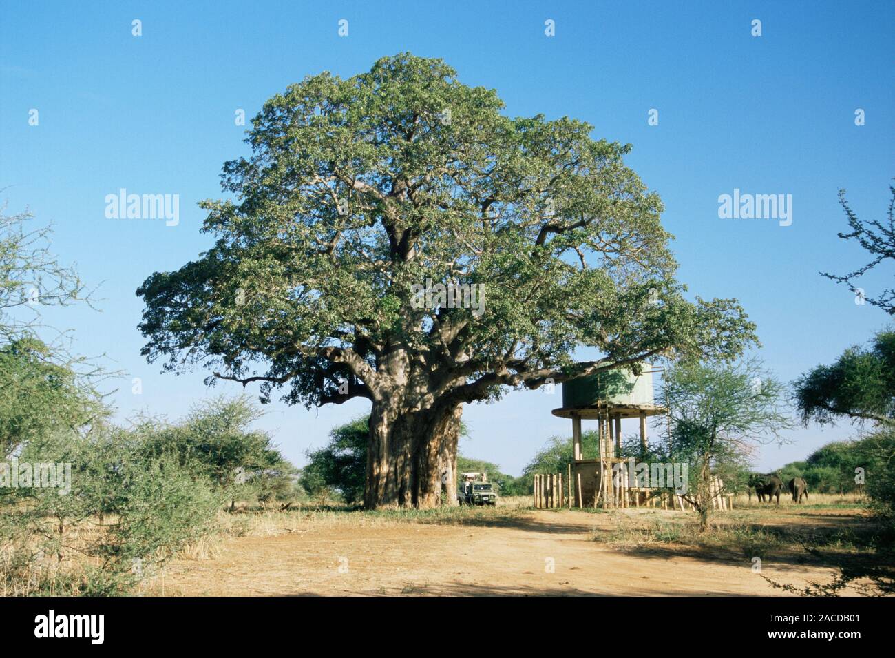 Baobab tree (Adansonia digitata). This tree is found in the hot, dry ...