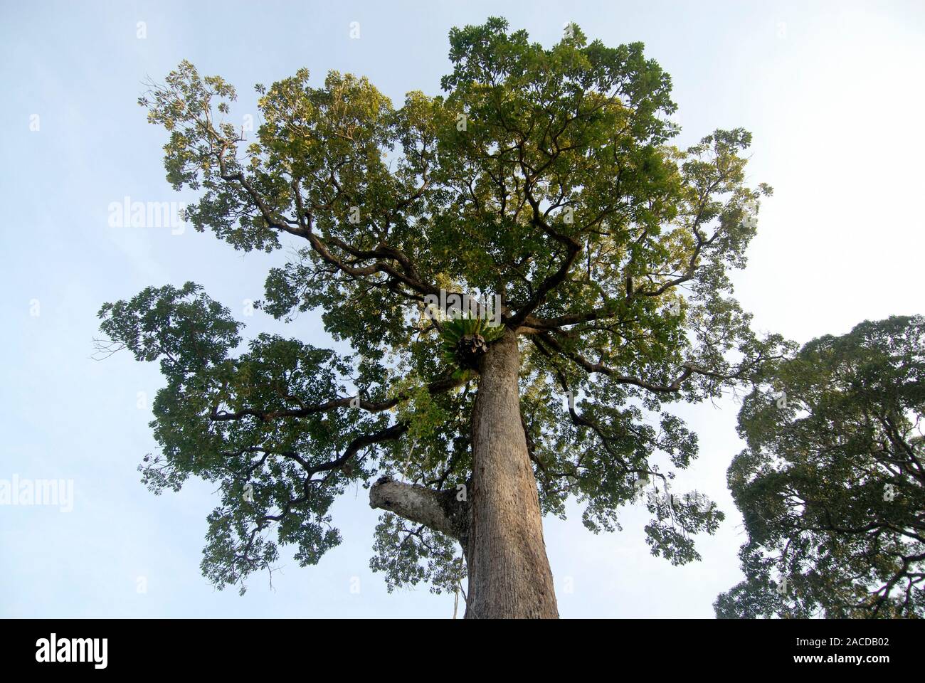 Tropical rainforest tree. Photographed in Sabah, Malaysian Borneo Stock ...
