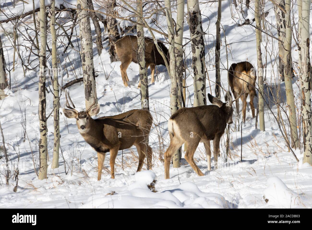 Herd mule deer high in hi-res stock photography and images - Alamy