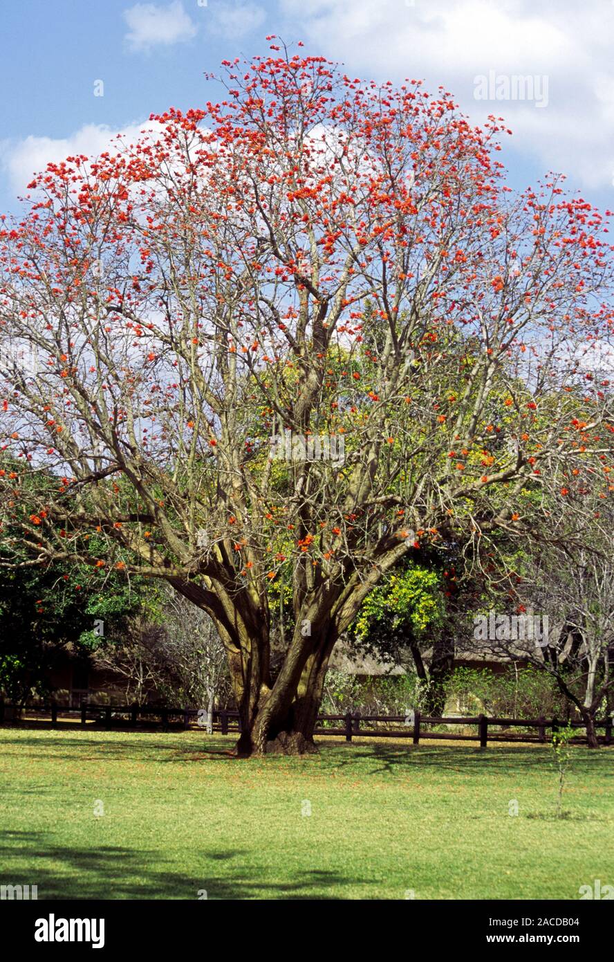Common coral tree (Erythrina lysistemon). This tree is native to South ...