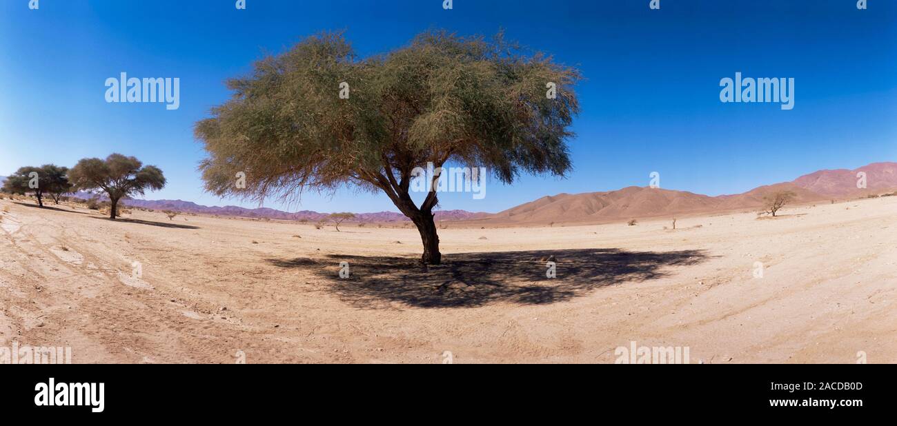 Tamerisk tree (Tamarix sp.). Photographed in the Sahara Desert ...