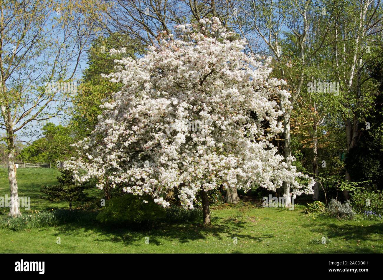 Crabapple tree (Malus sp.) in bloom. Photographed in spring Stock Photo ...