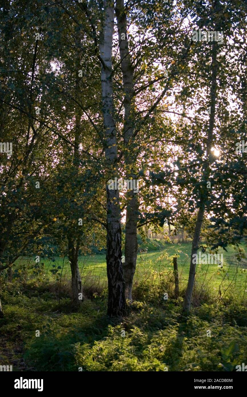 Silver birch trees (Betula pendula) in a garden. Photographed in the UK ...