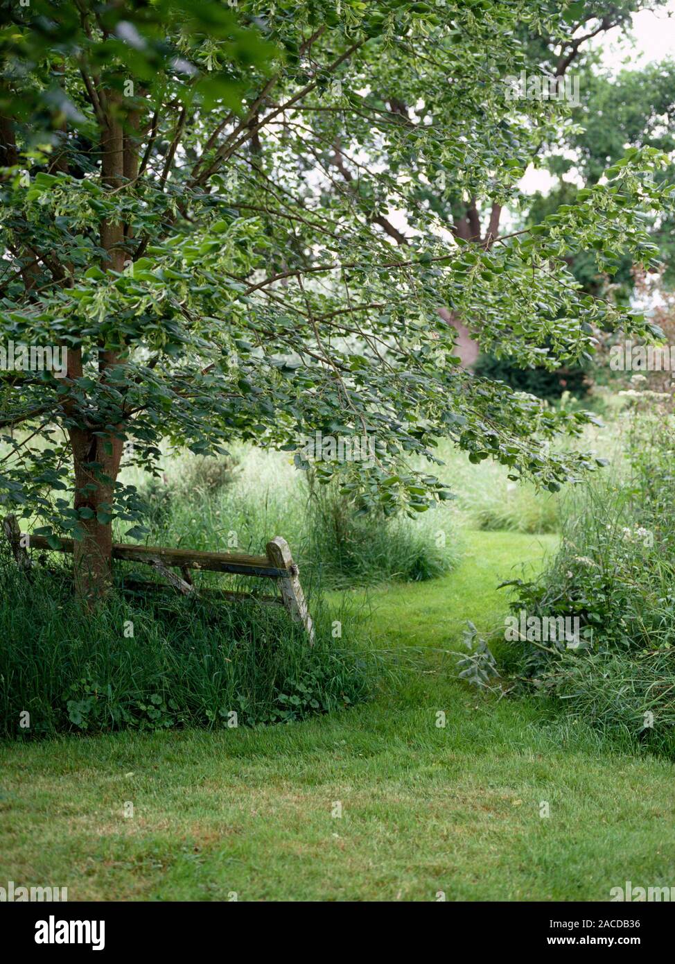 Lime tree (Tilia cordata) beside a gate. Photographed at Goose Cottage ...