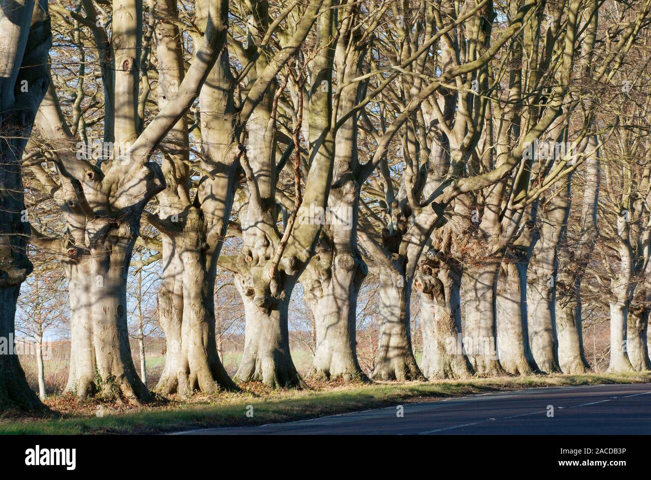 Mature beech trees (Fagus sylvatica) beside a rural road. This avenue ...