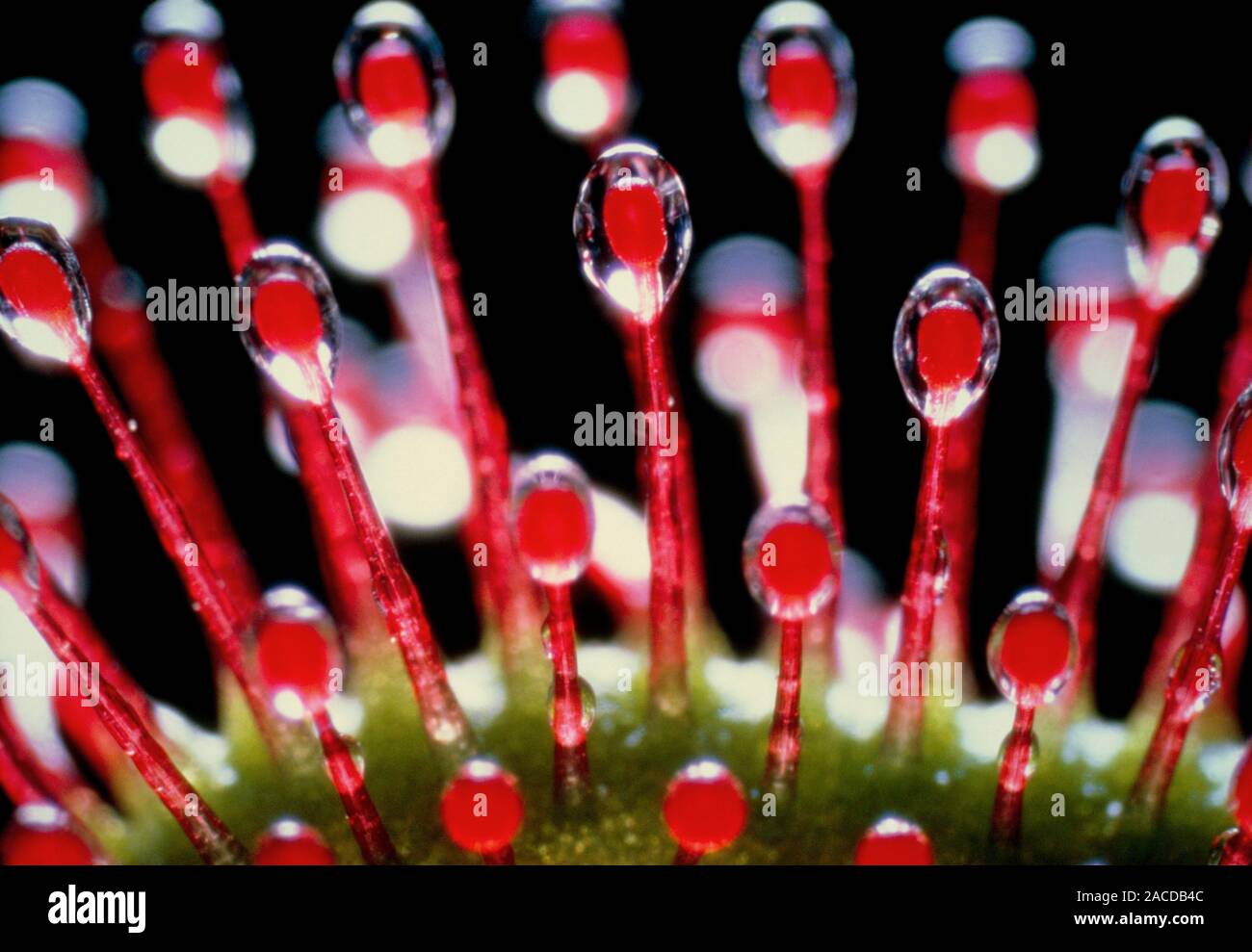 Macrophotograph of the tentacles of the carnivorous plant Drosera ...