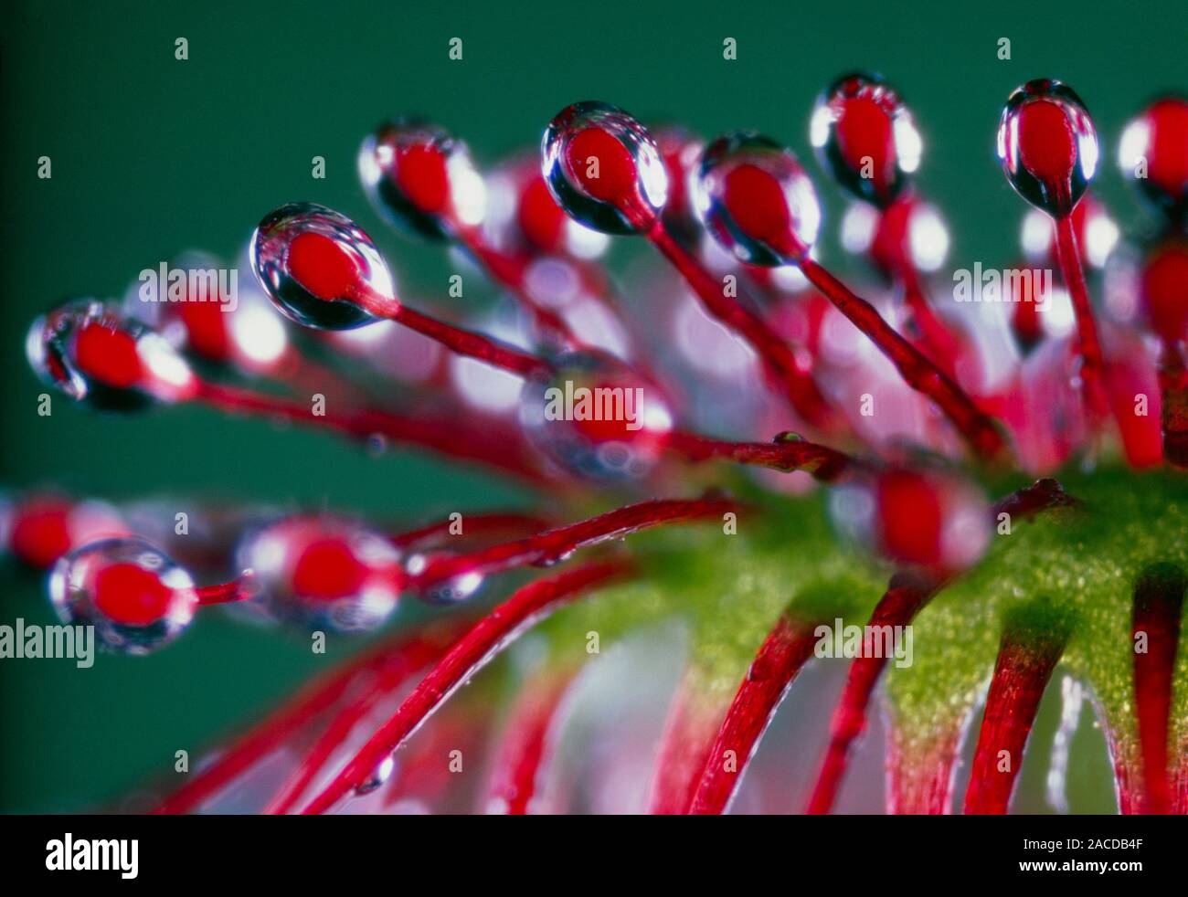 Macrophotograph of the tentacles of the carnivorous plant Drosera ...