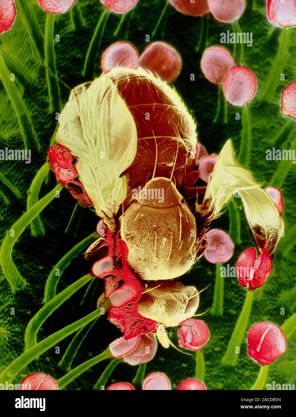 False-colour scanning electron micrograph of the leaf of a Cape sundew ...