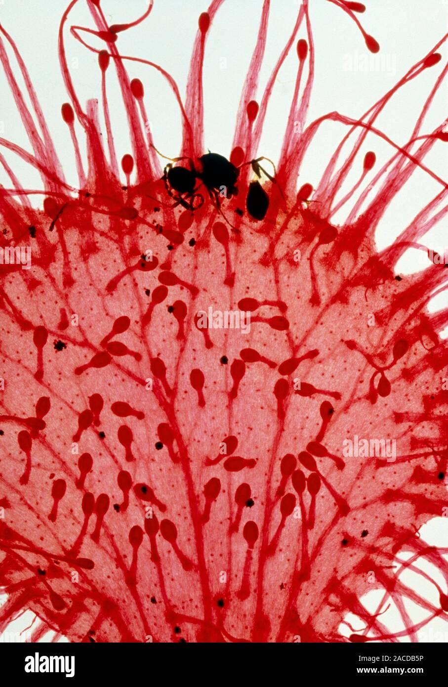 Light micrograph of the insectivorous plant, Drosera rotundifolia ...