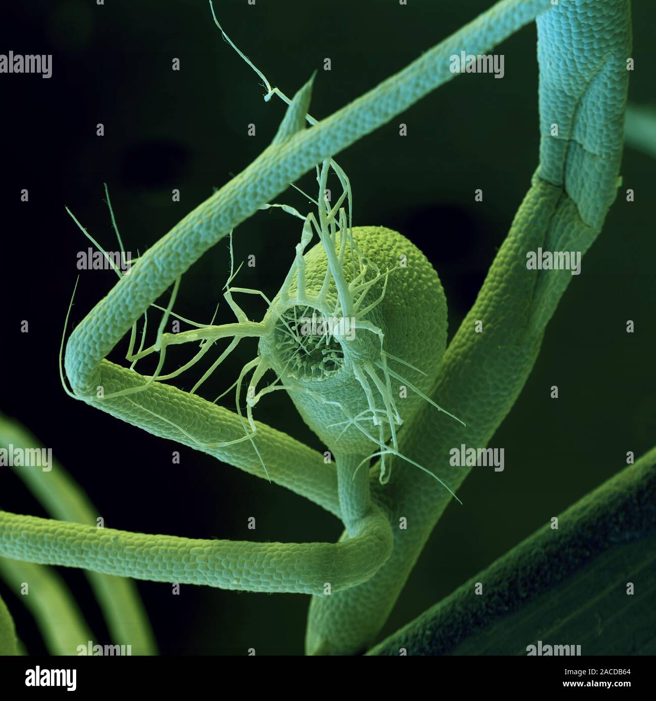 Bladderwort bladder. Coloured scanning electron micrograph (SEM) of a ...