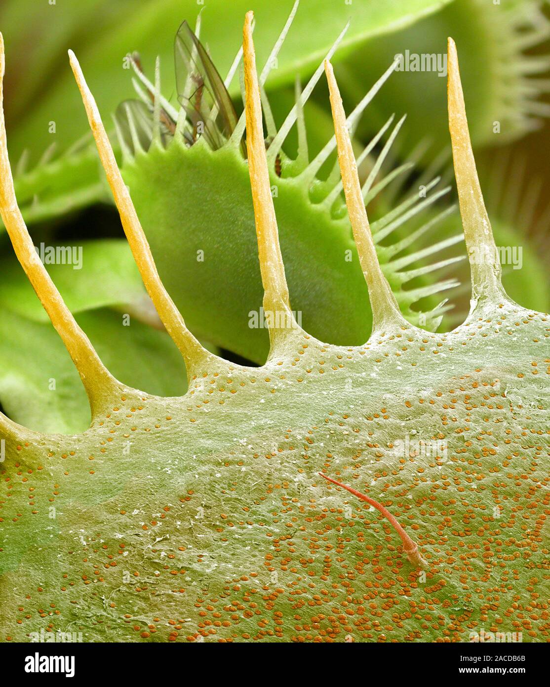 Venus flytrap leaves. Coloured scanning electron micrograph (SEM) of ...