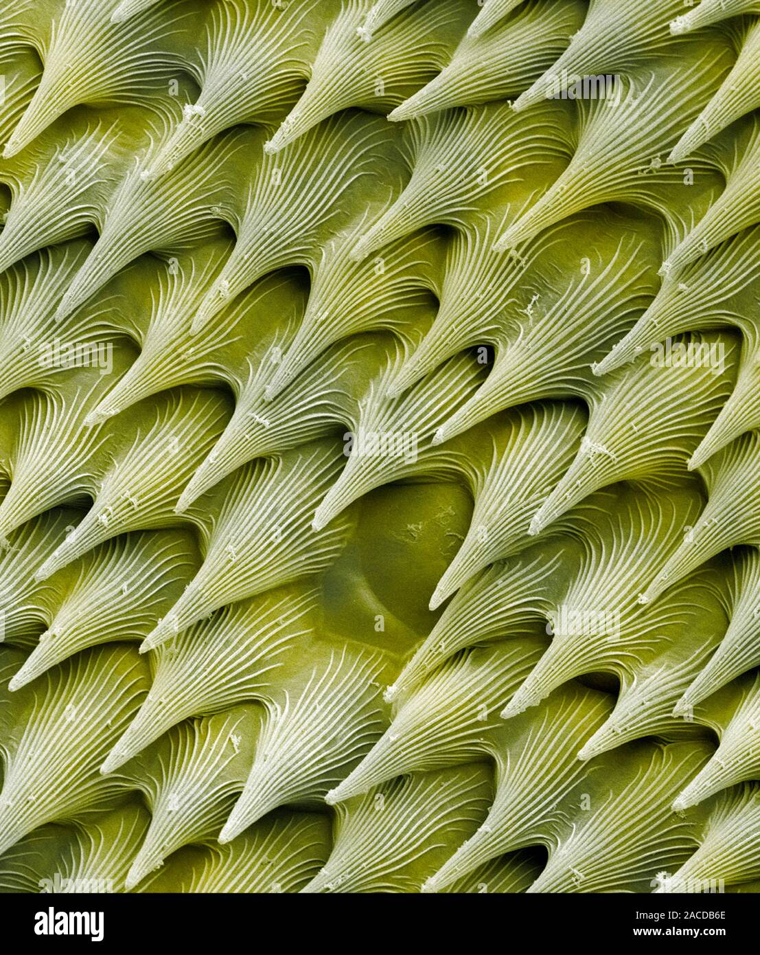 Carnivorous plant leaf scales. Coloured scanning electron micrograph ...