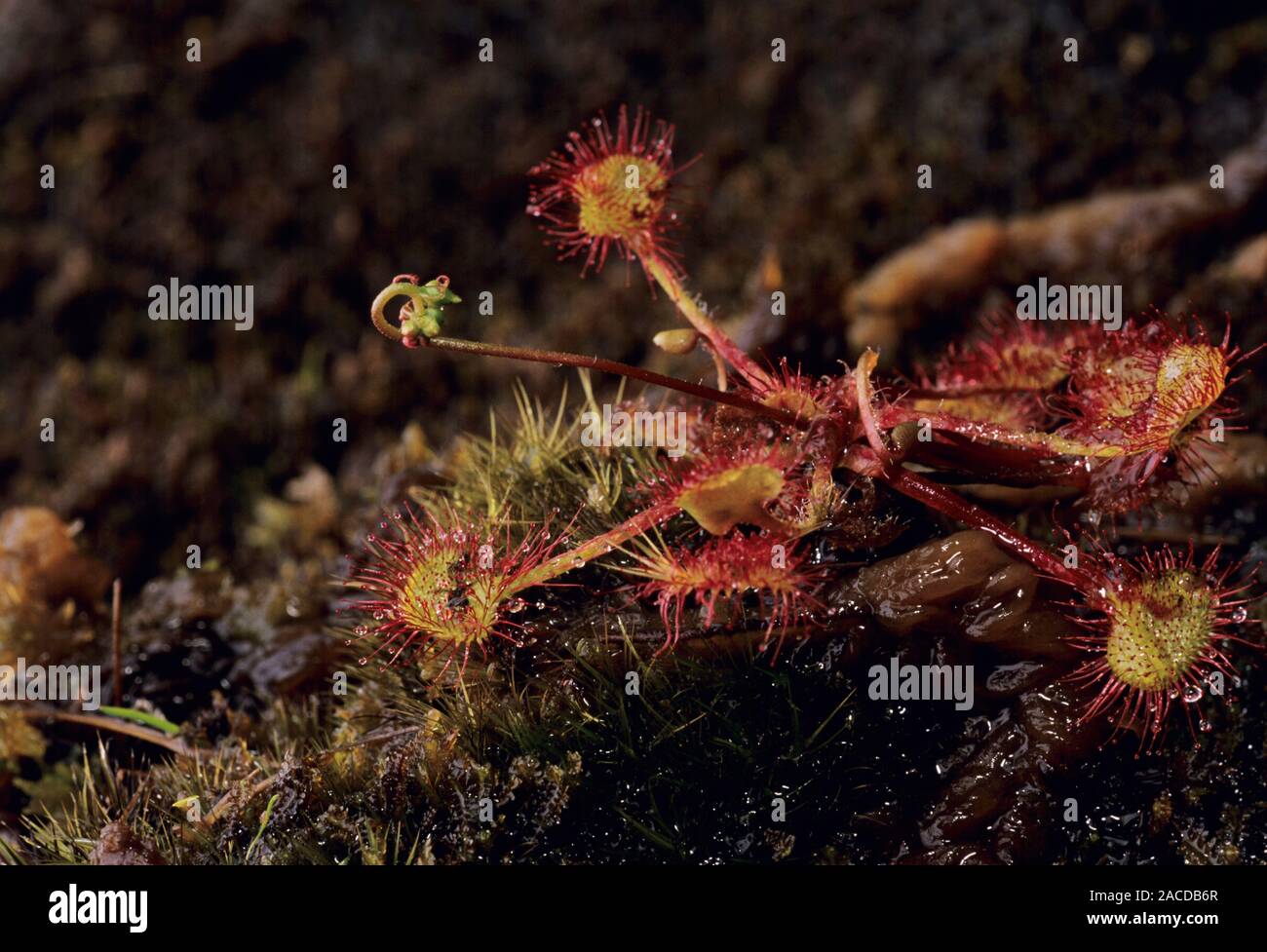 Round-leaved Sundew (Drosera rotundifolia) plants. This insectivorous ...