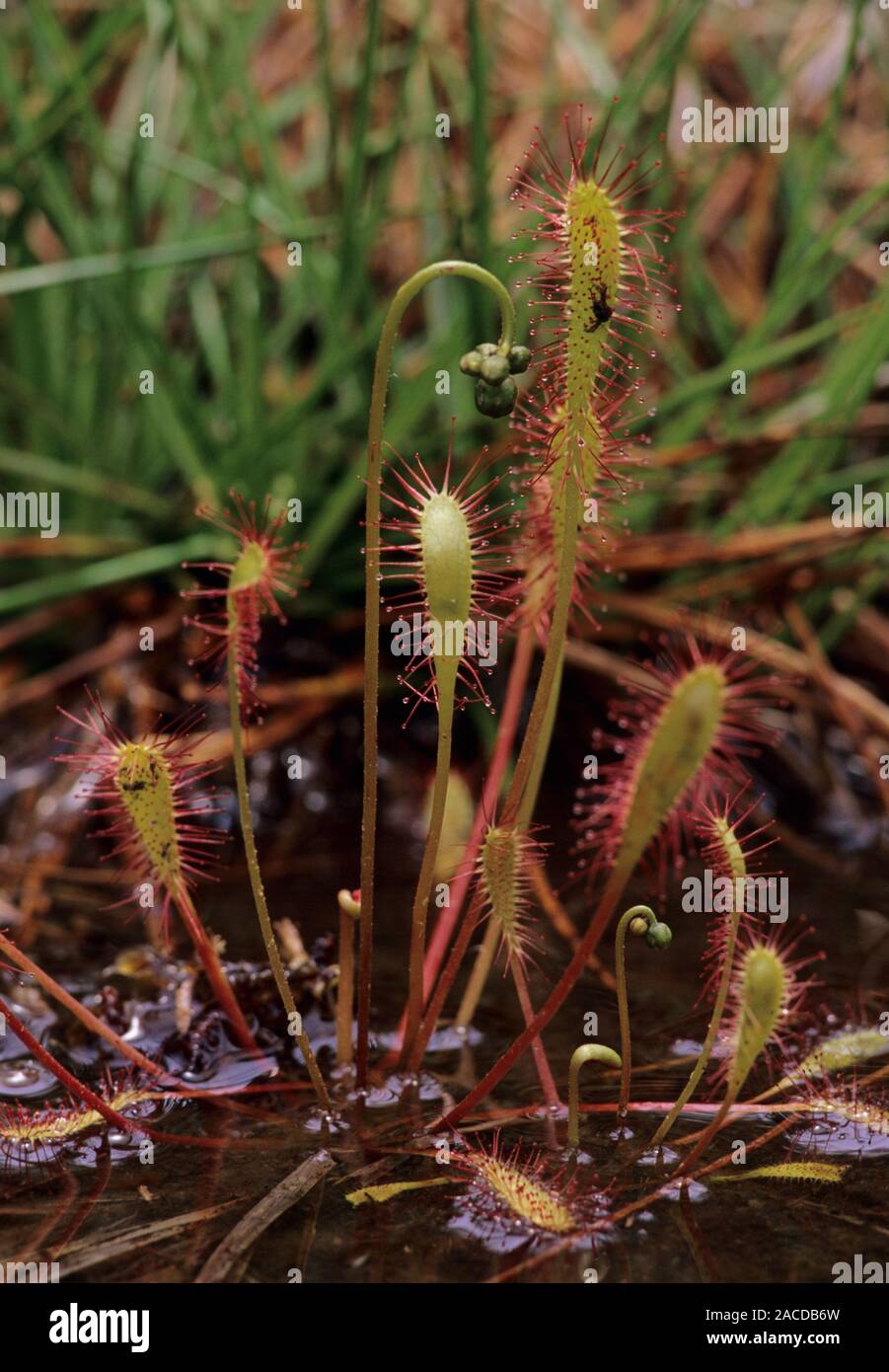 Oblong-leaved Sundew (Drosera intermedia) plants. This insectivorous ...