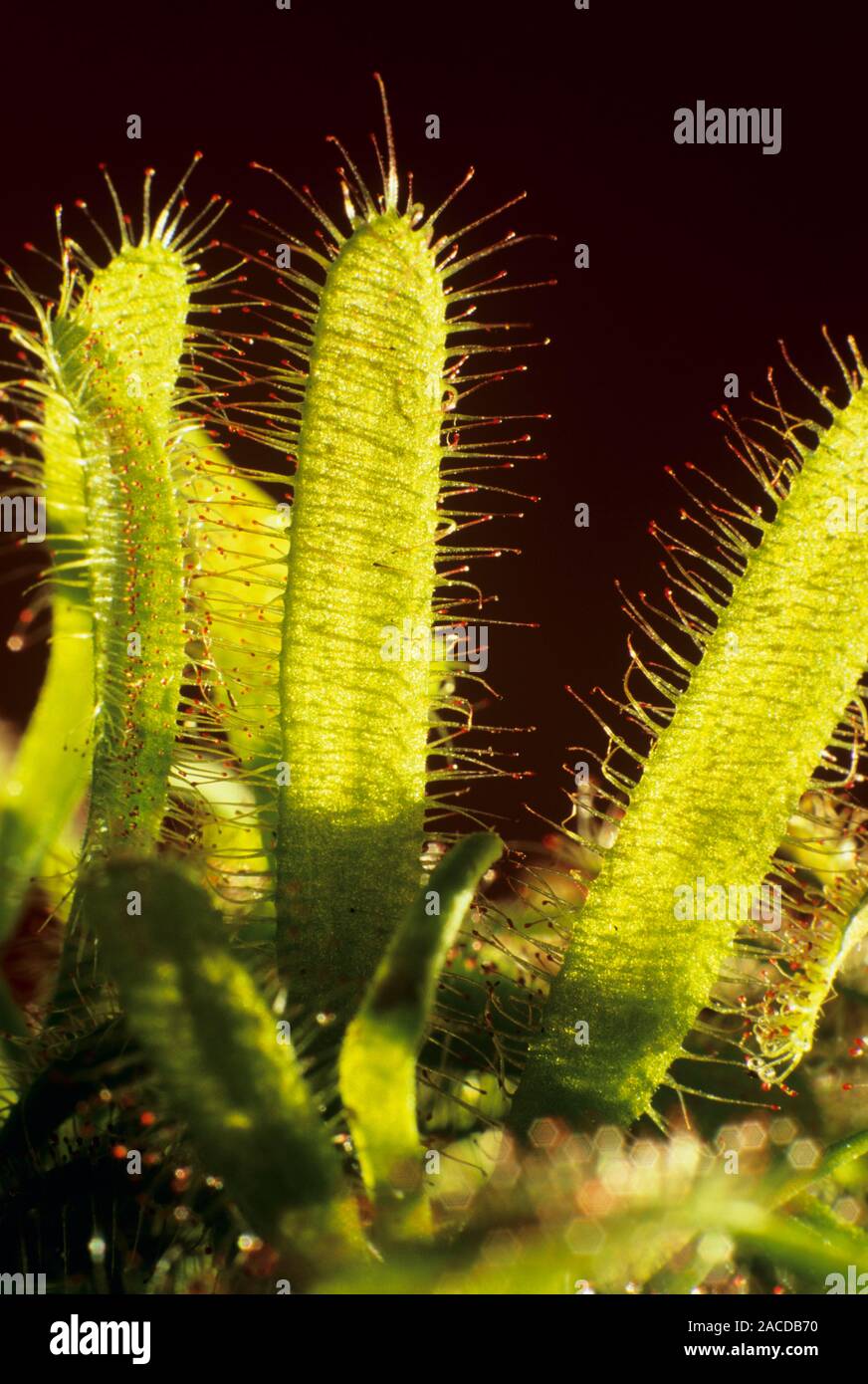 Cape sundew (Drosera capensis) leaves. The leaves of this carnivorous ...