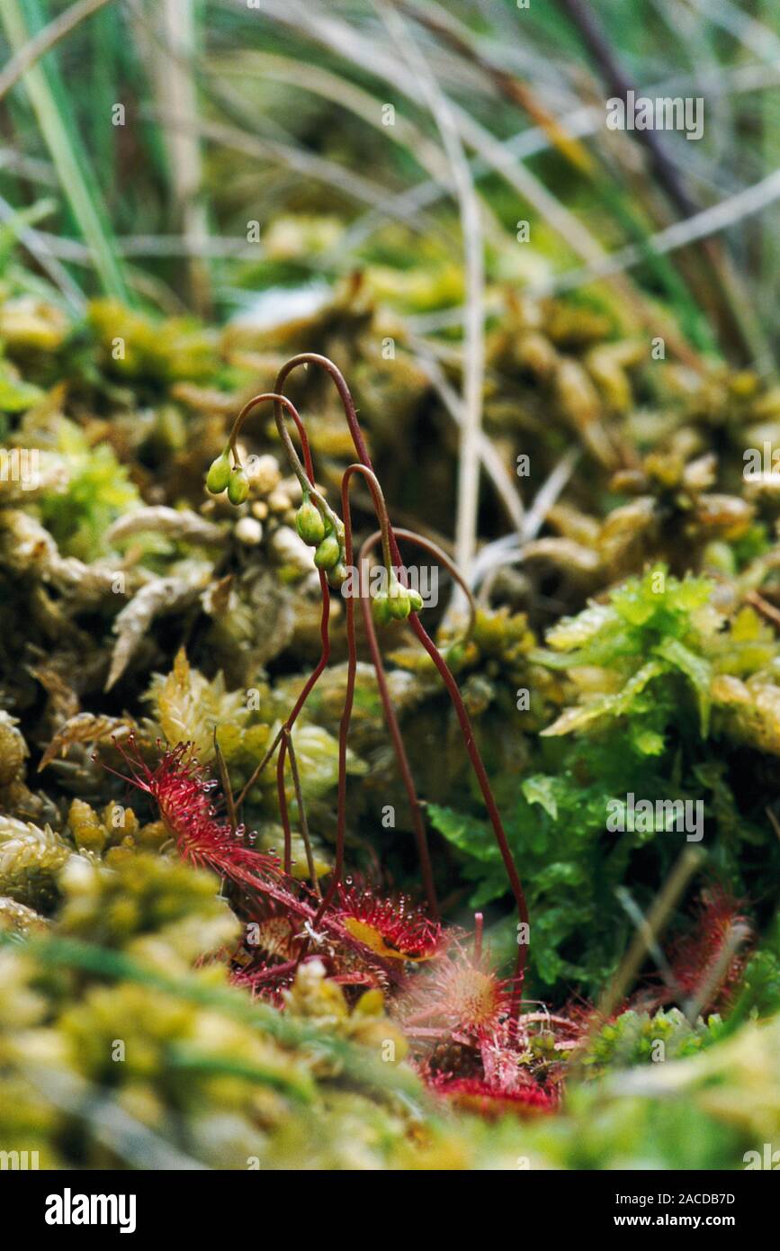 Round leaved sundew (Drosera rotundifolia) plant with buds. This plant ...