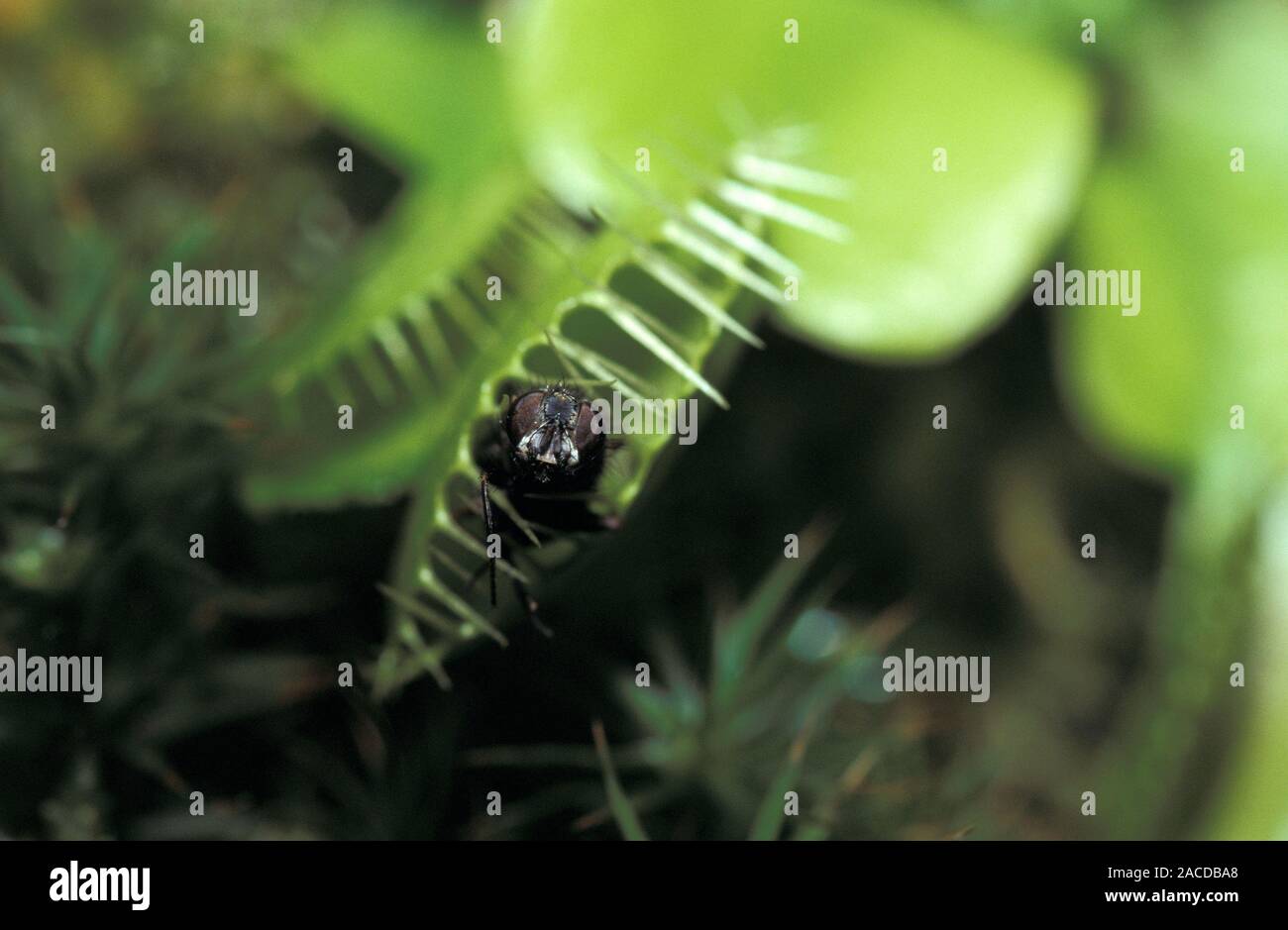 Venus flytrap (Dionaea muscipula) with fly. Venus flytraps are ...