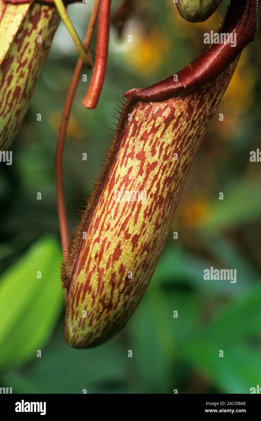 Pitcher plant (Nepenthes maxima x nepenthes mixta). This cup-shaped ...