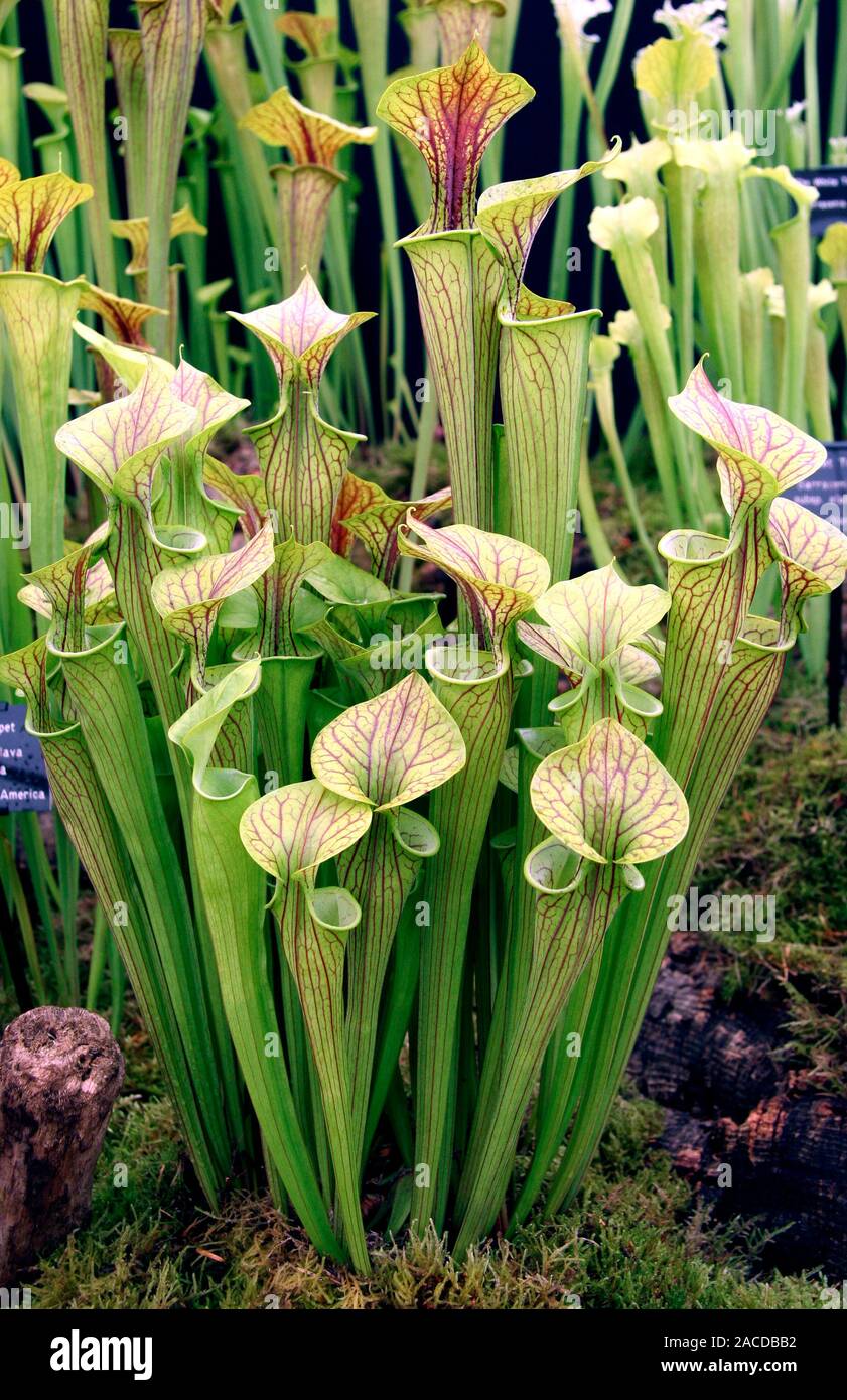 Pitcher plant (Sarracenia flava ornata). This is a North American species of pitcher plant Stock ...