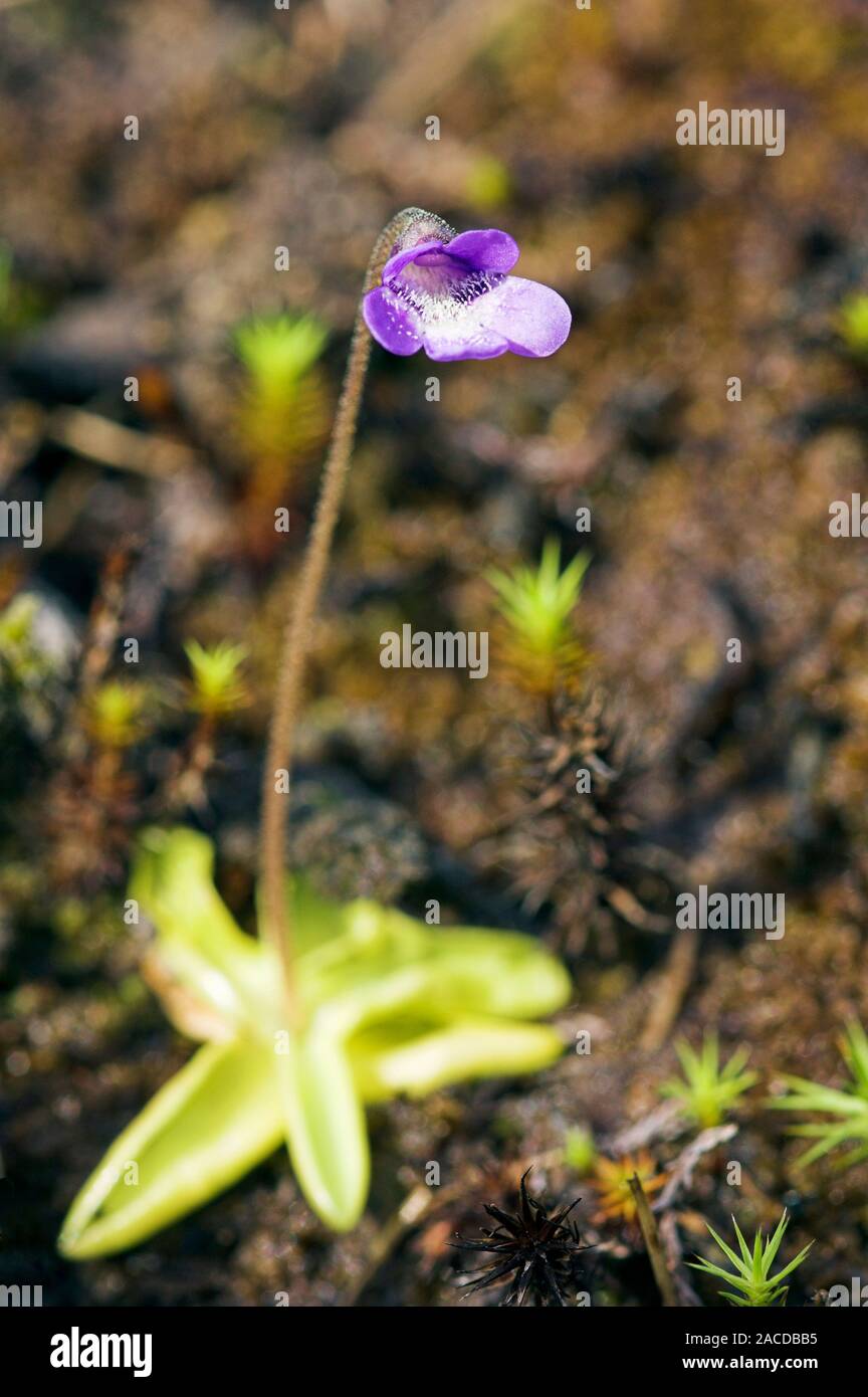 Common butterwort (Pinguicula vulgaris). This insectivorous plant ...