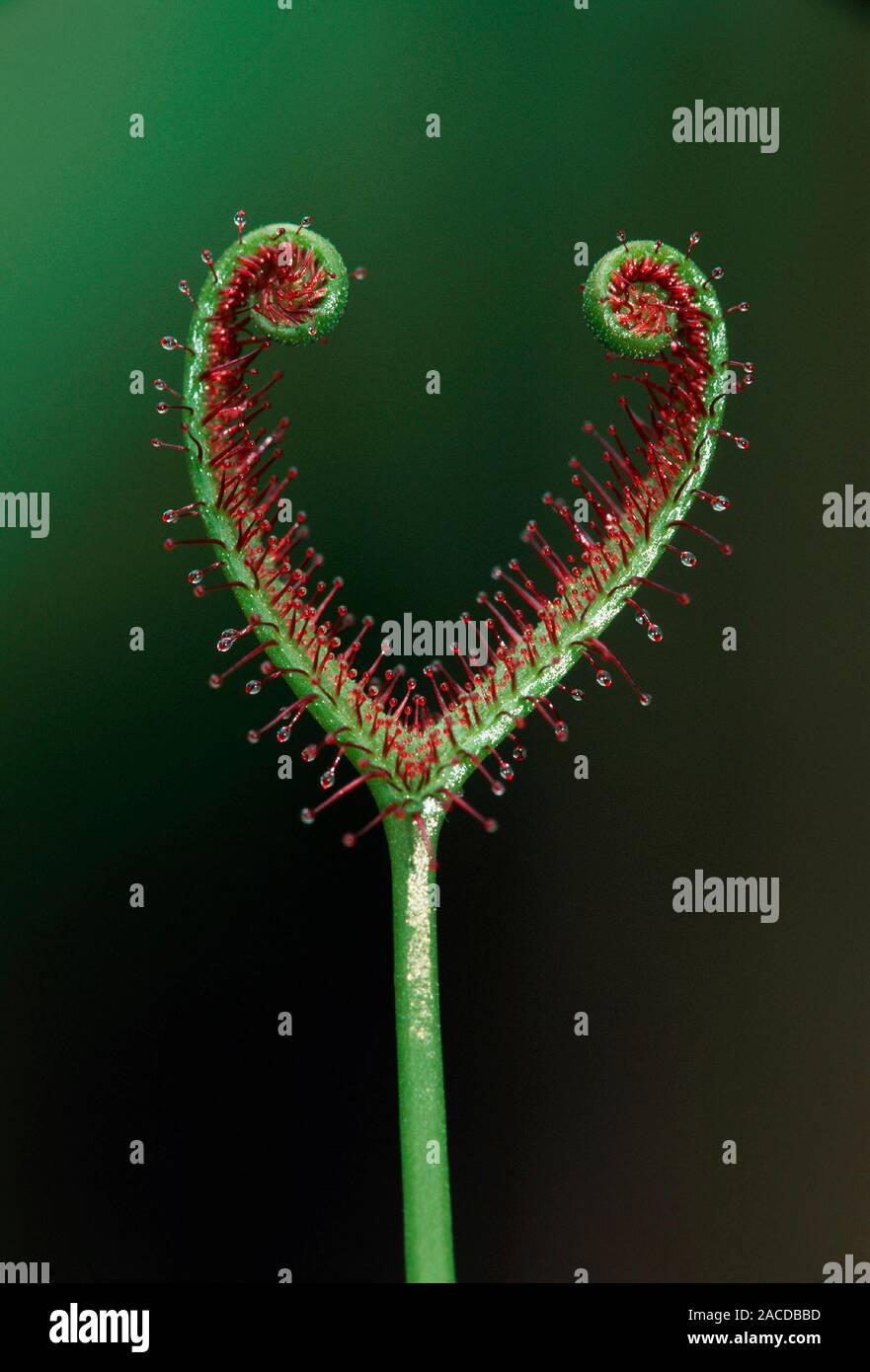 Fork-leaved sundew (Drosera binata). The leaves of this carnivorous ...