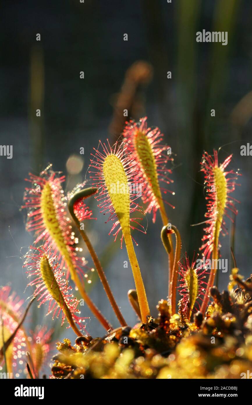Great sundew (Drosera anglica). This plant is carnivorous, feeding on ...