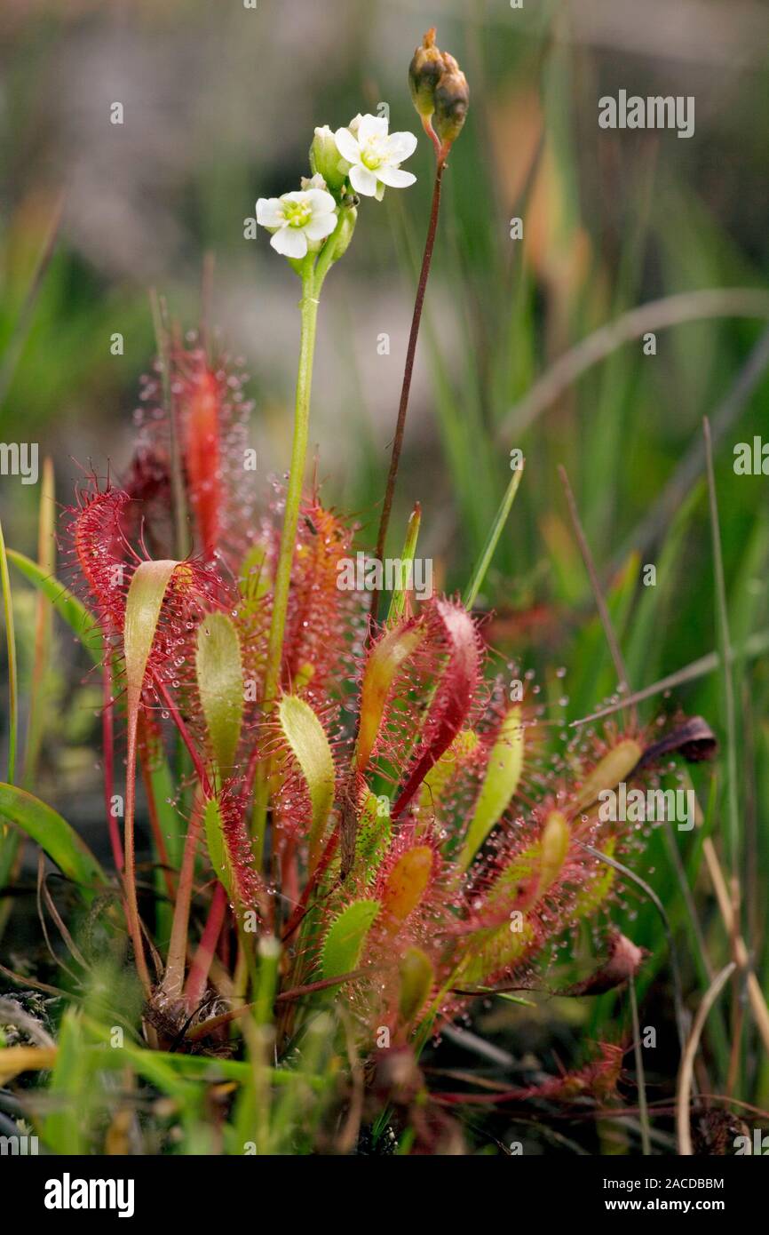 Great sundew (Drosera anglica). This plant is carnivorous, feeding on ...