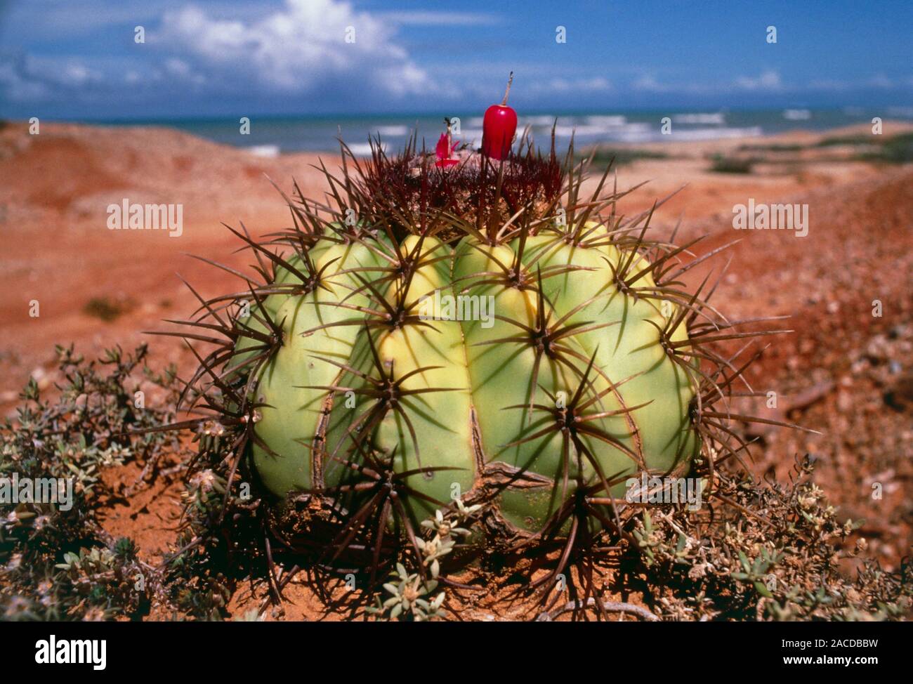 Cactus growing on the shore of Margarita Island, off the Caribbean ...