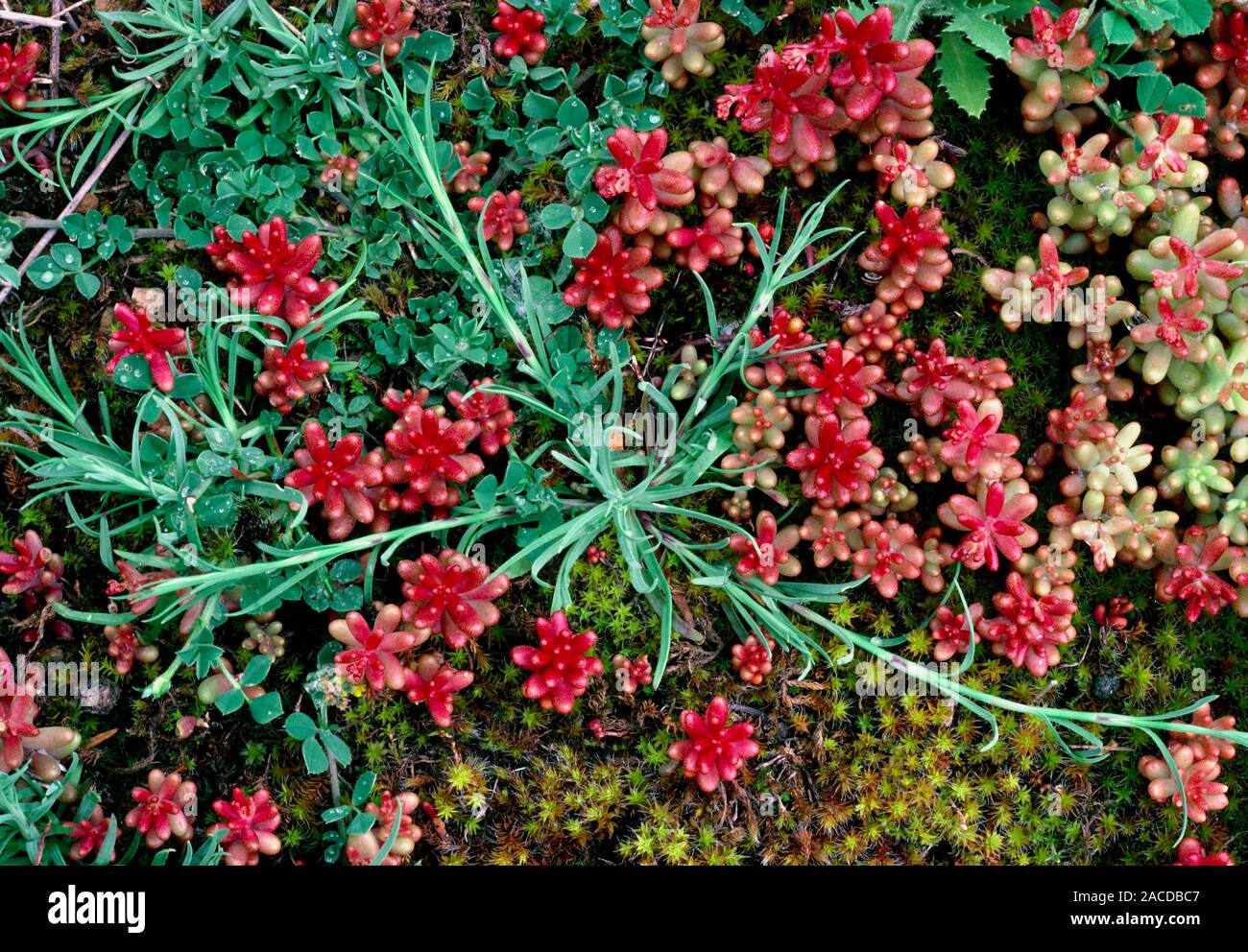 View of the succulent plant Sedum sp. (family: Crassulaceae), showing ...