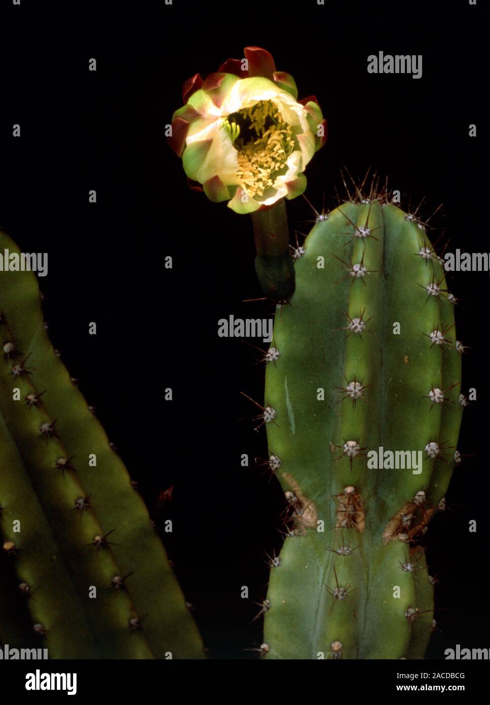 Night-blooming cactus. Image 1 of 5. Close-up of the flower of a cactus ...