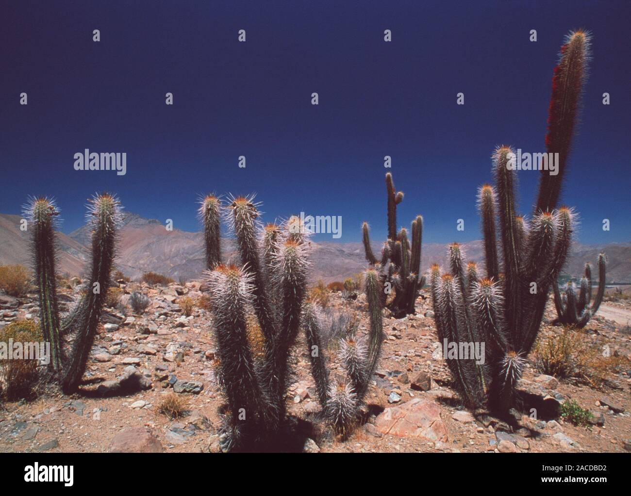 Cacti, Atacama desert, chile. Cacti (Echinopsis atacamensis) in the ...