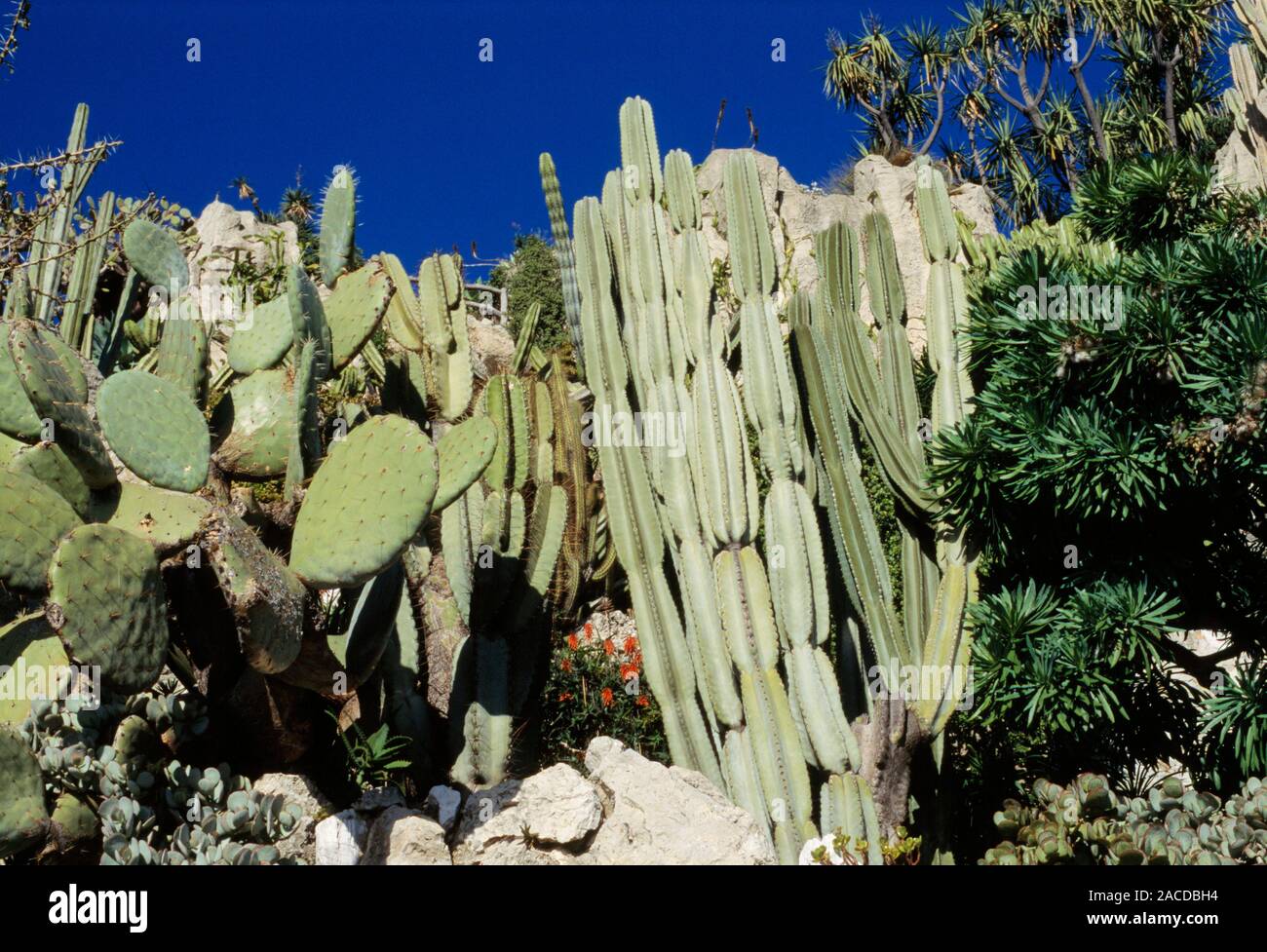 Cactus garden. Cacti and succulent plants are plants that have evolved ...