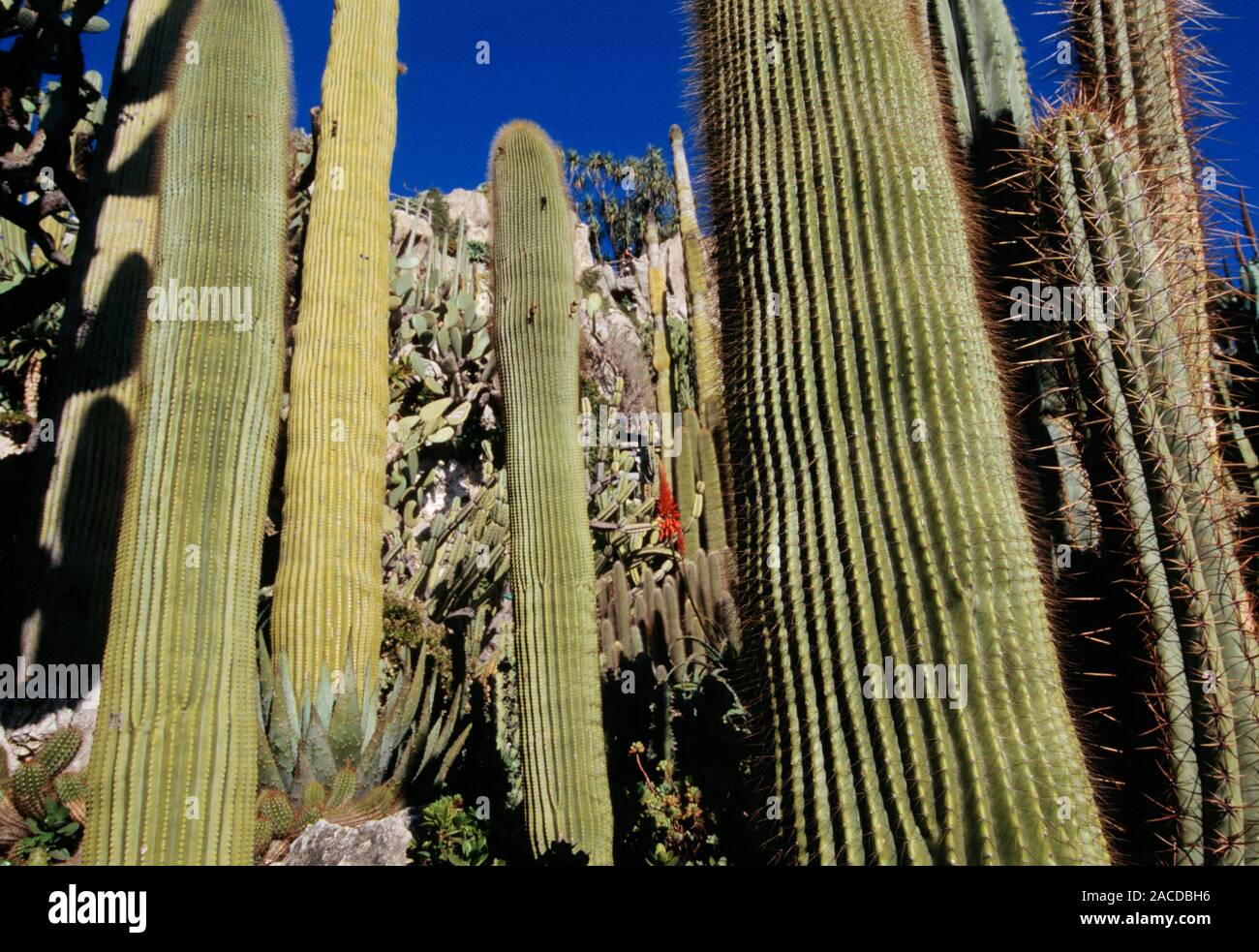 Cactus garden. Cacti and succulent plants are plants that have evolved ...