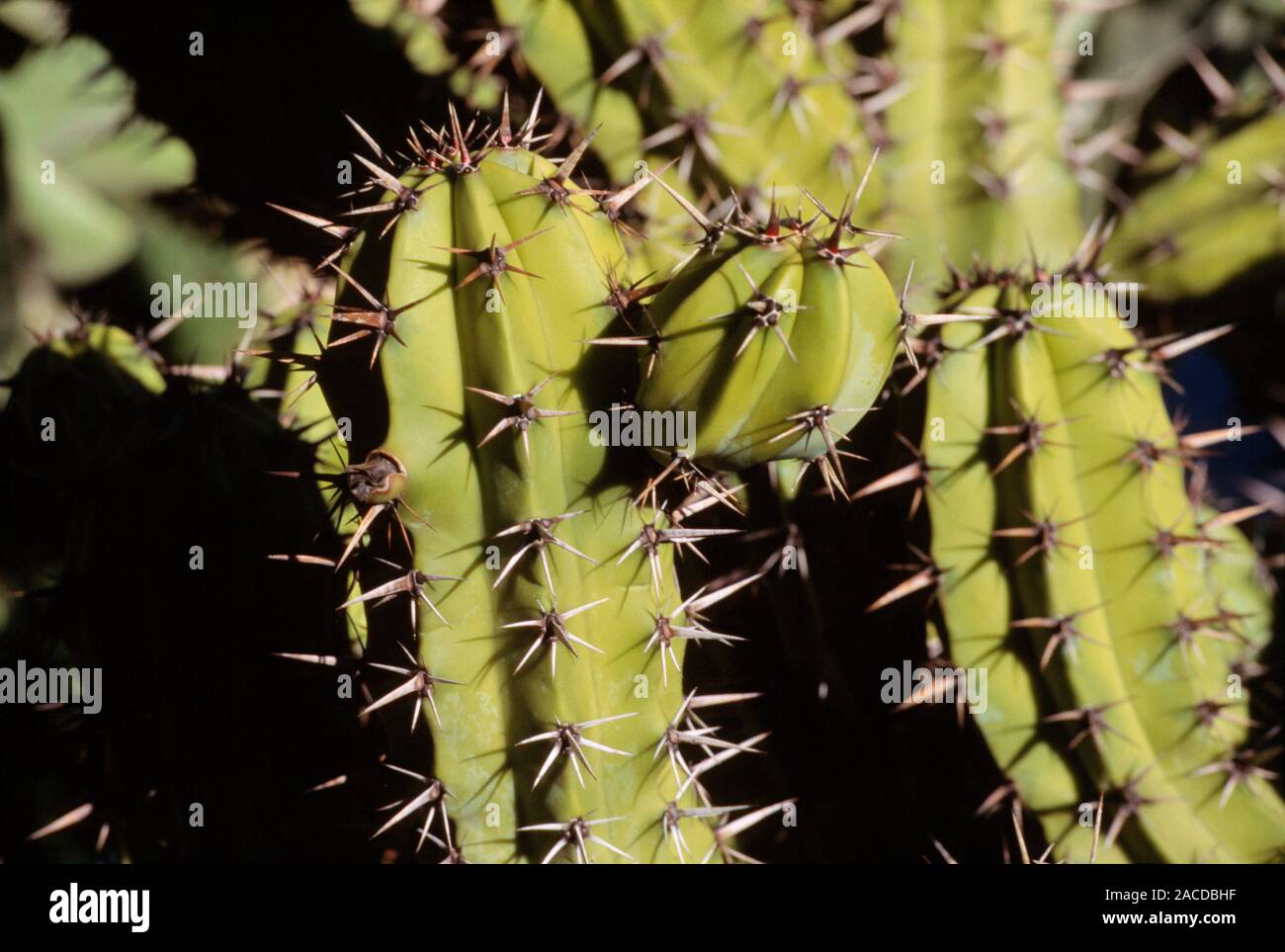 Cactus spines. This is a blue candle cactus (Myrtillocactus ...