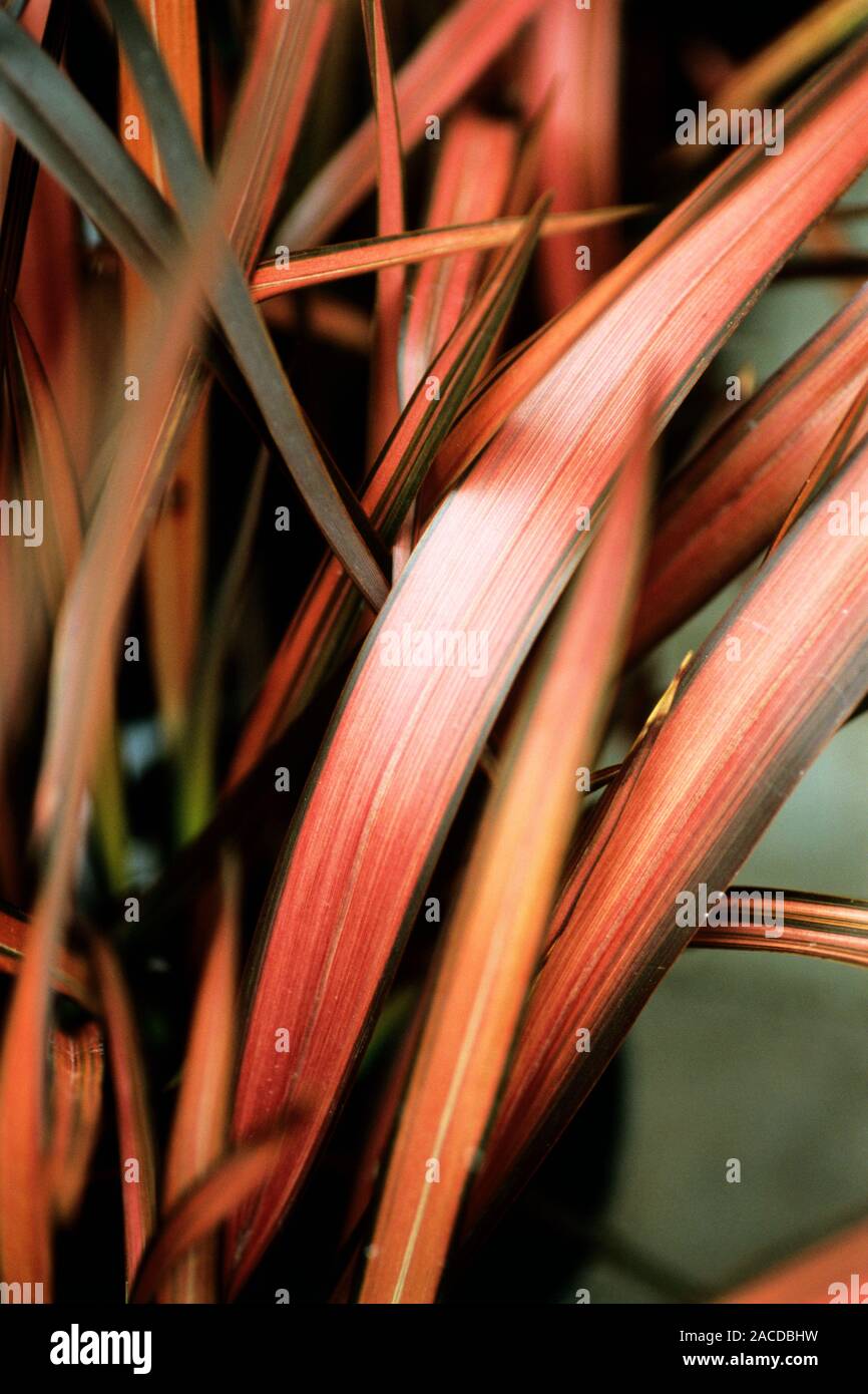 Phormium leaves. Phormium (Phormium sp.) is a plant related to the ...