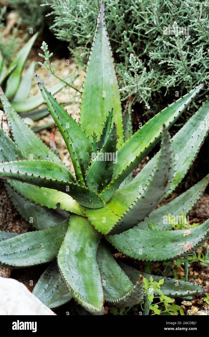 Red aloe (Aloe ferox). This succulent is native to South Africa, but it ...