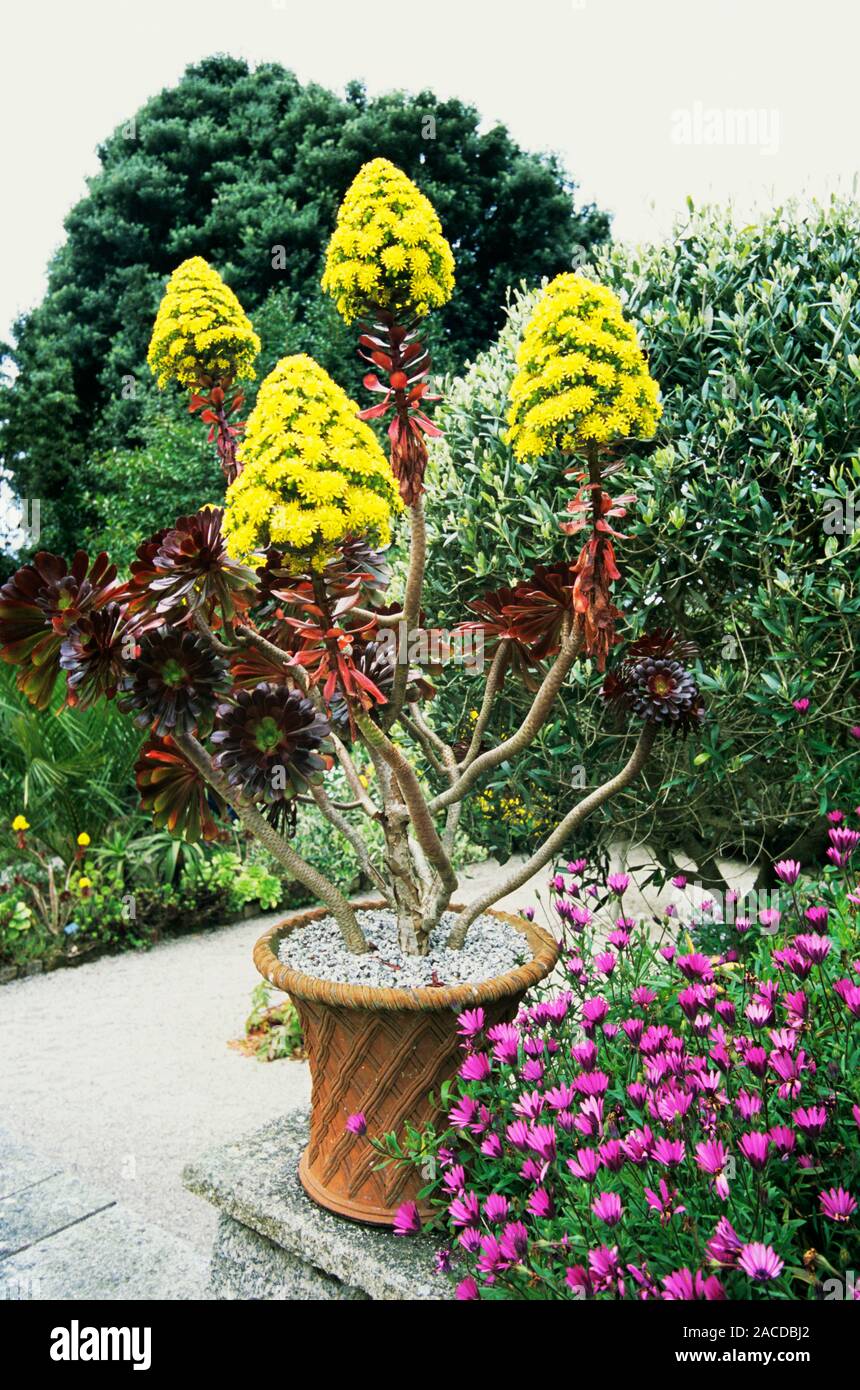 Aeonium plant in a pot. This is an Aeonium arboreum 'Atropurpureum ...