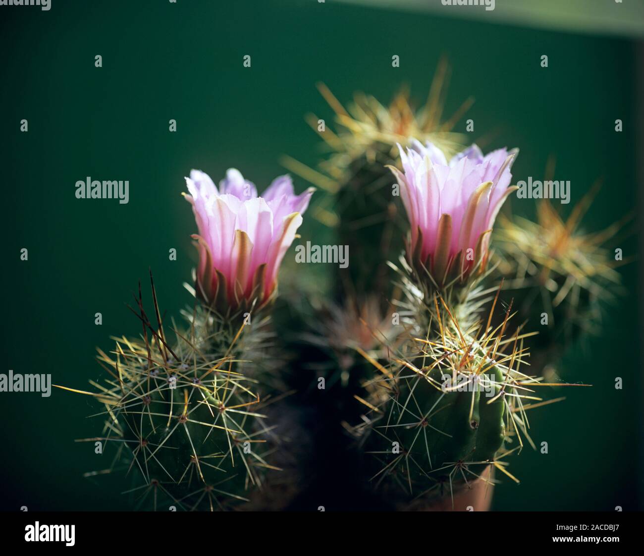 Flowering cactus. Twin blooms on a potted cactus emerging from areoles ...