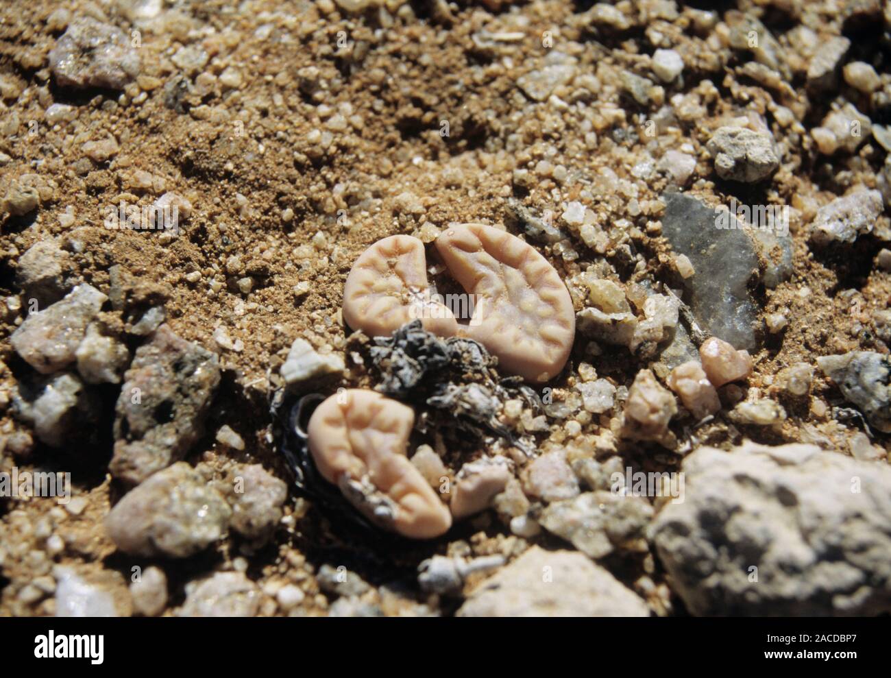 Living stone plants (Lithops sp.) growing in a car park in Pofadder ...