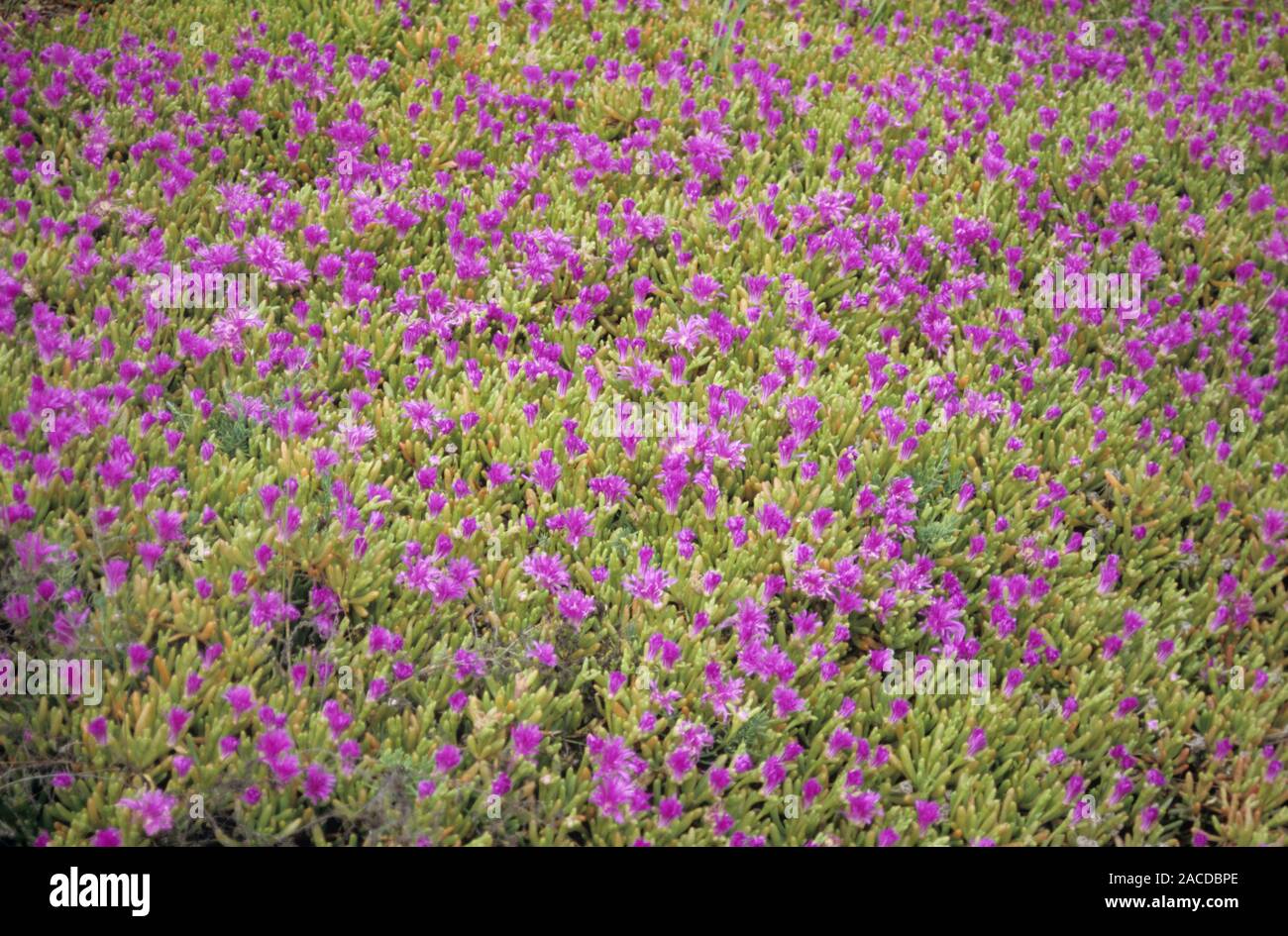 Round-leaved pigface flowers (Disphyma crassifolium). Photographed near ...