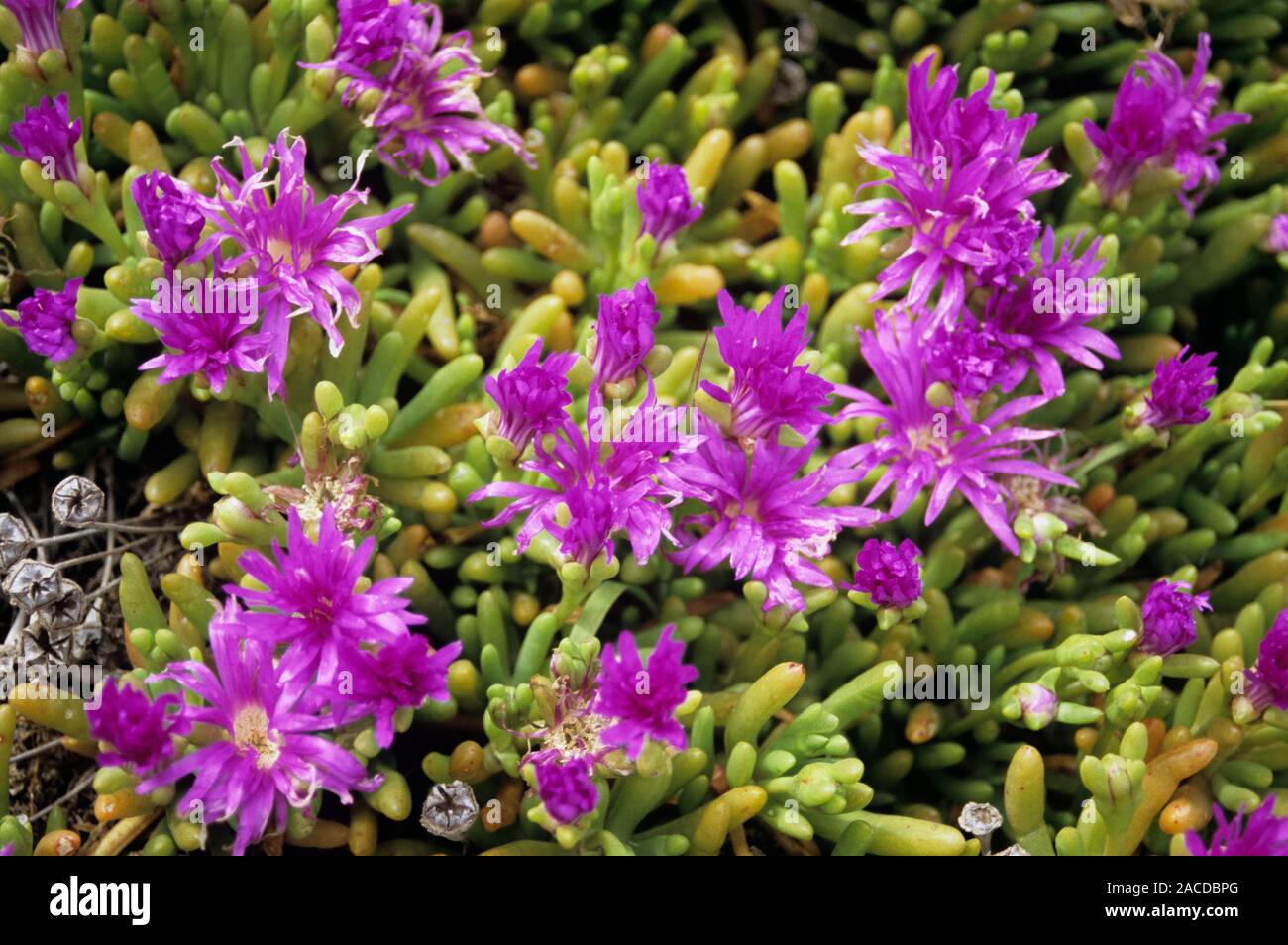 Round-leaved pigface flowers (Disphyma crassifolium). Photographed near ...