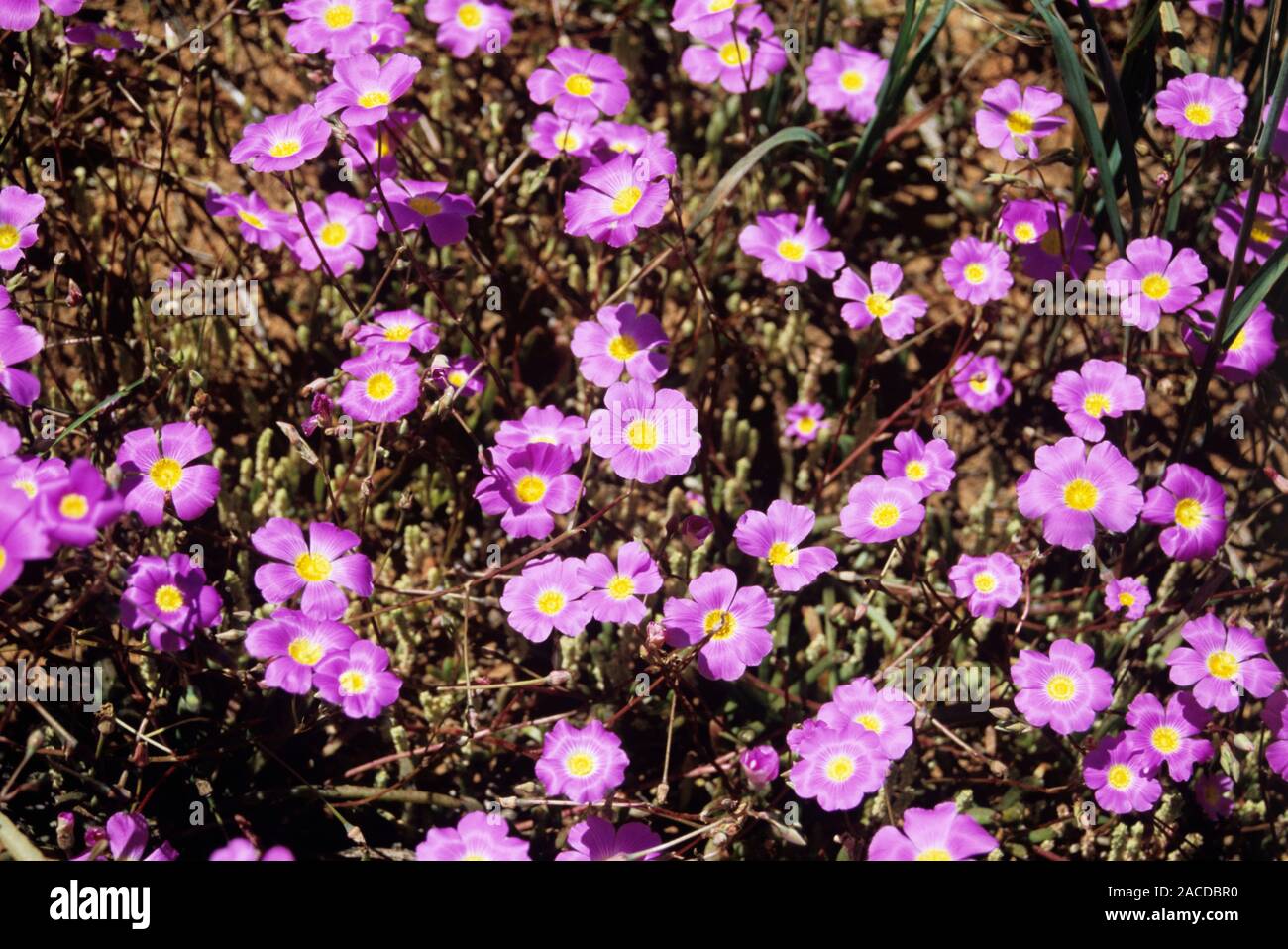 Parakeelya flowers (Calindrinia polymorpha). Photographed in Western ...