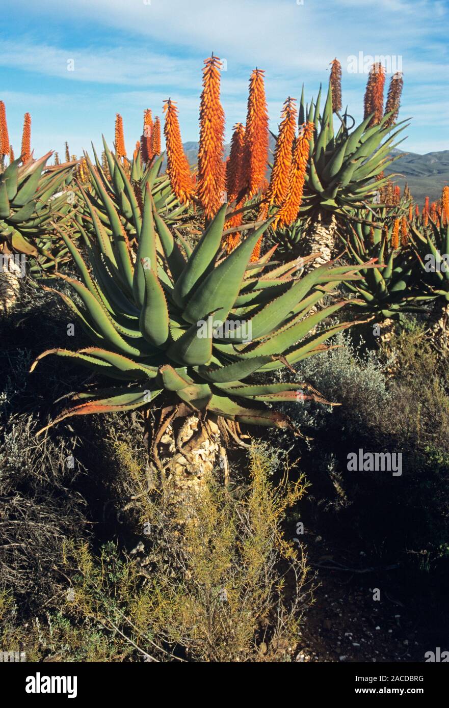 Karoo aloe plants (Aloe ferox) in flower. Photographed in the ...