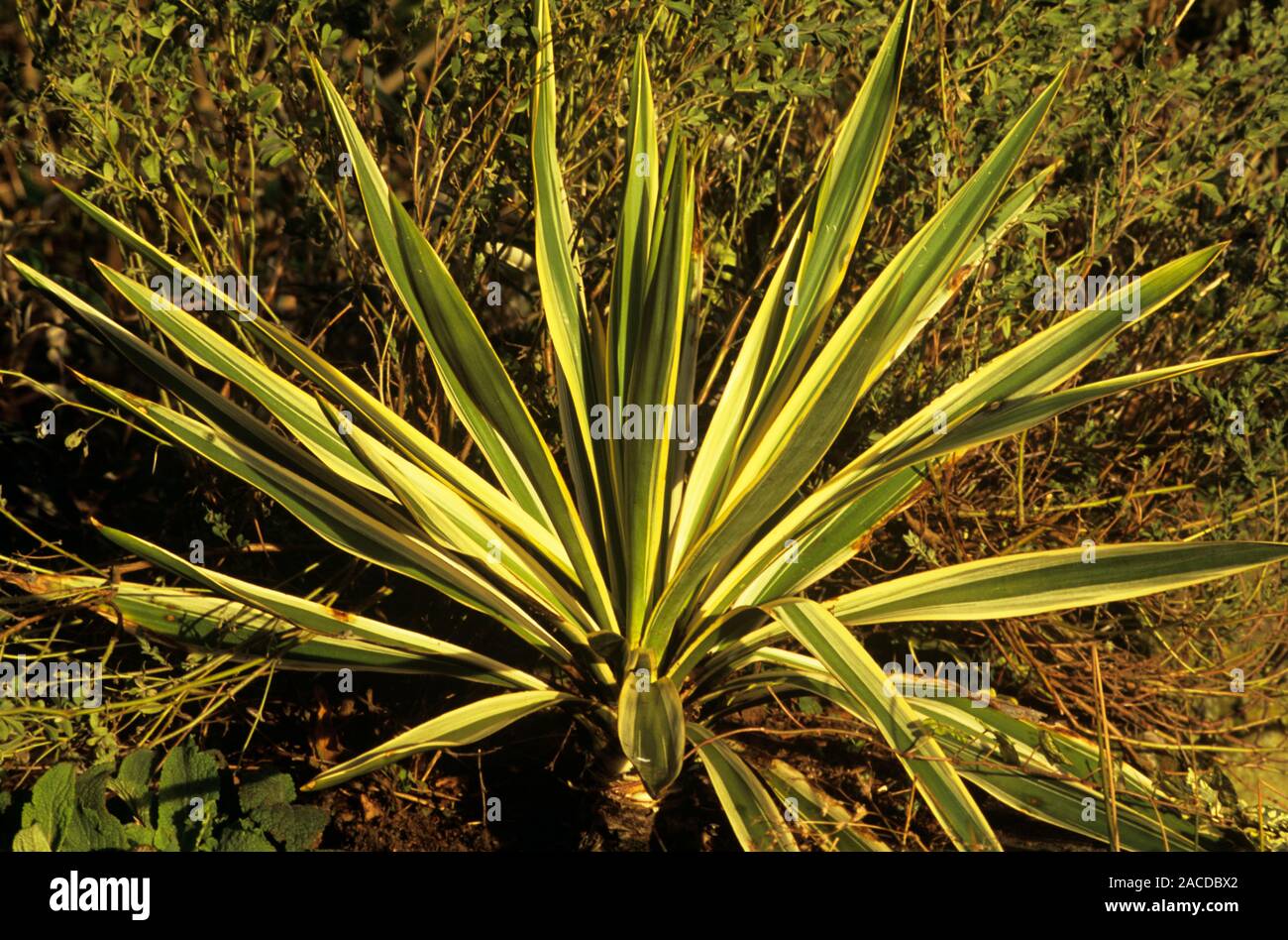 Adam's needle plant (Yucca filamentosa gloriosa 'Variegata' Stock Photo ...