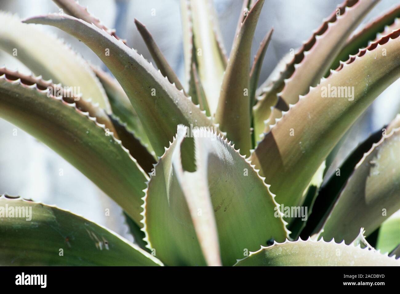Agave (Agave sp.). Agaves are succulent plants which are adapted to ...