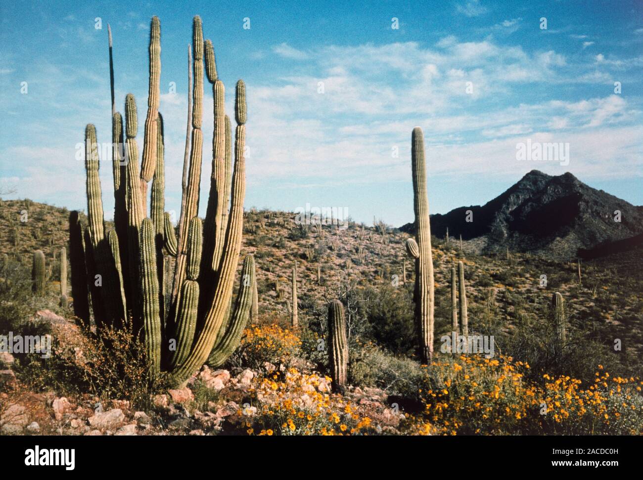 Cacti and other plants in an arid landscape. Cacti are adapted to dry ...