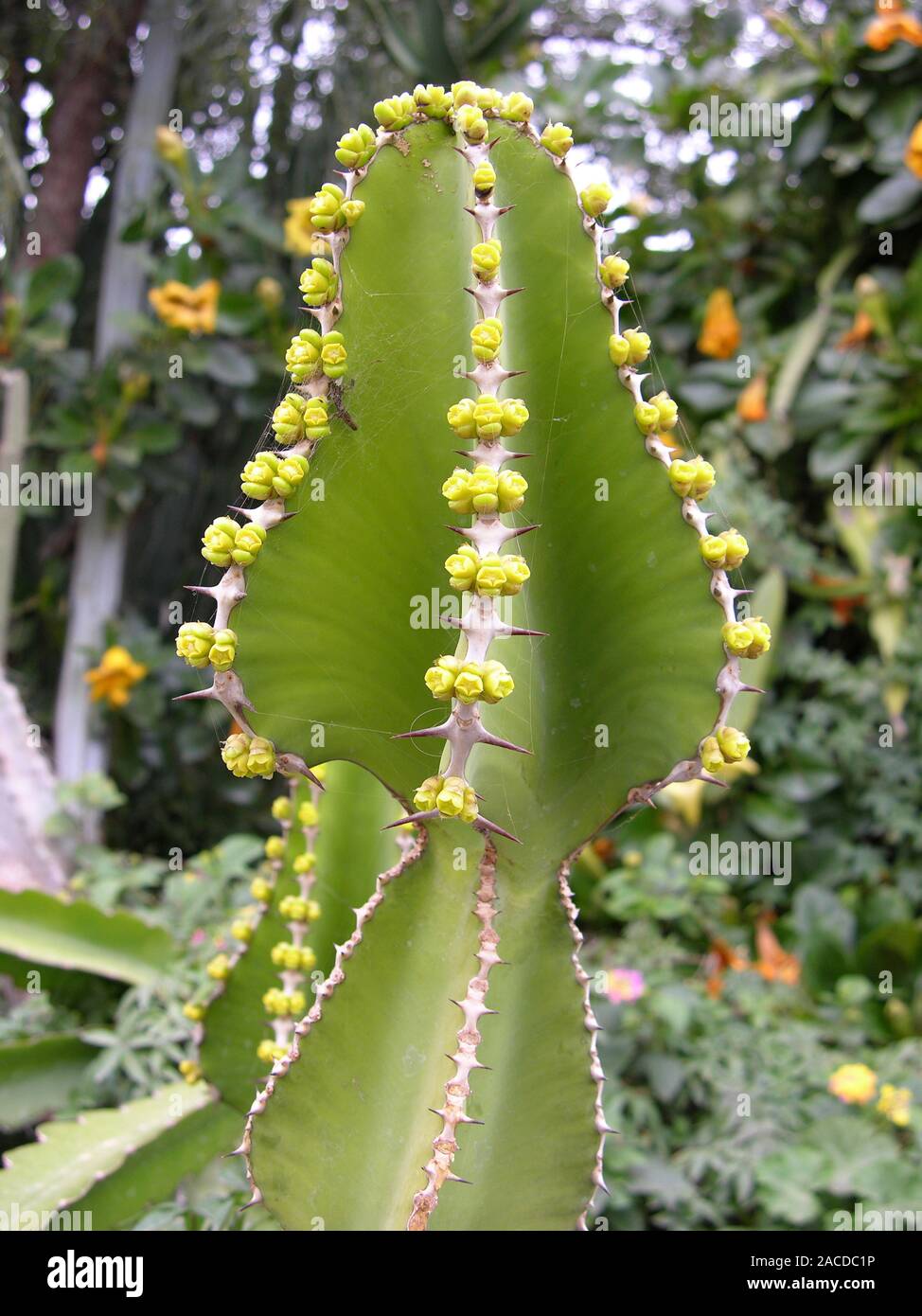 Flowering cactus photographed in Gran Canaria. Gran Canaria is the ...
