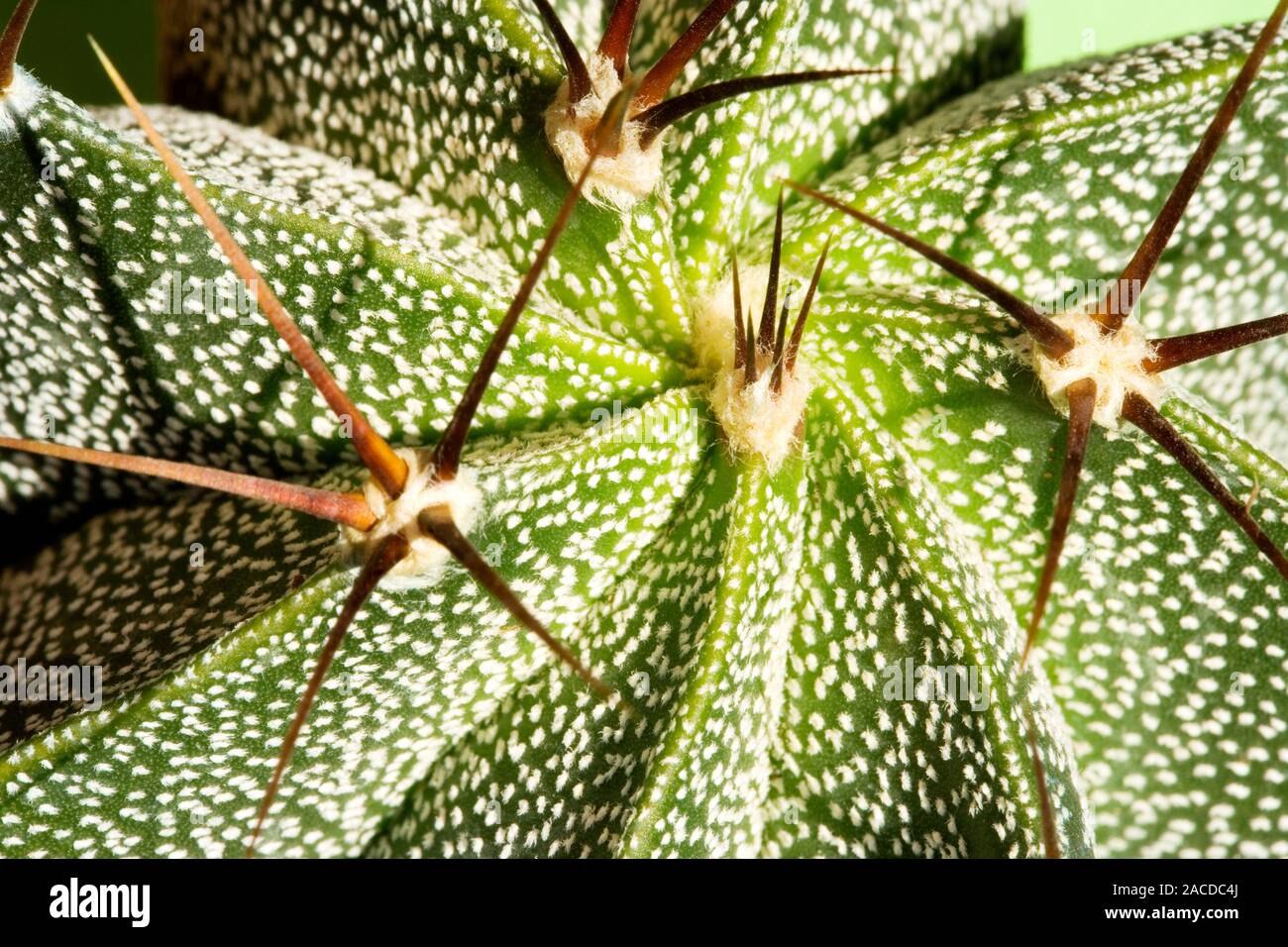 Star cactus (Astrophytum ornatum). Close-up of the ribs and spines of a ...