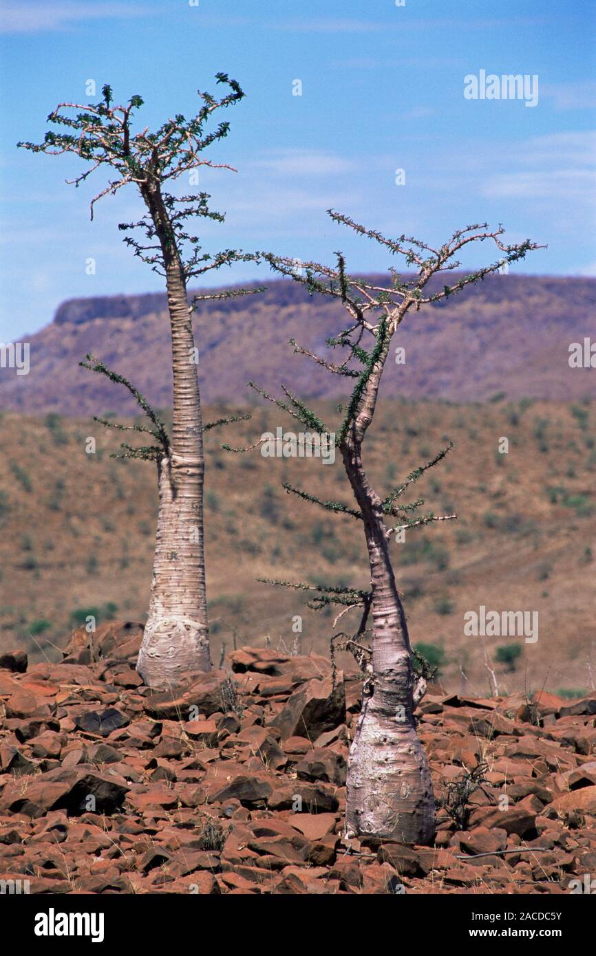 Bottle trees (Pachypodium sp.). These arid adapted plants store water ...